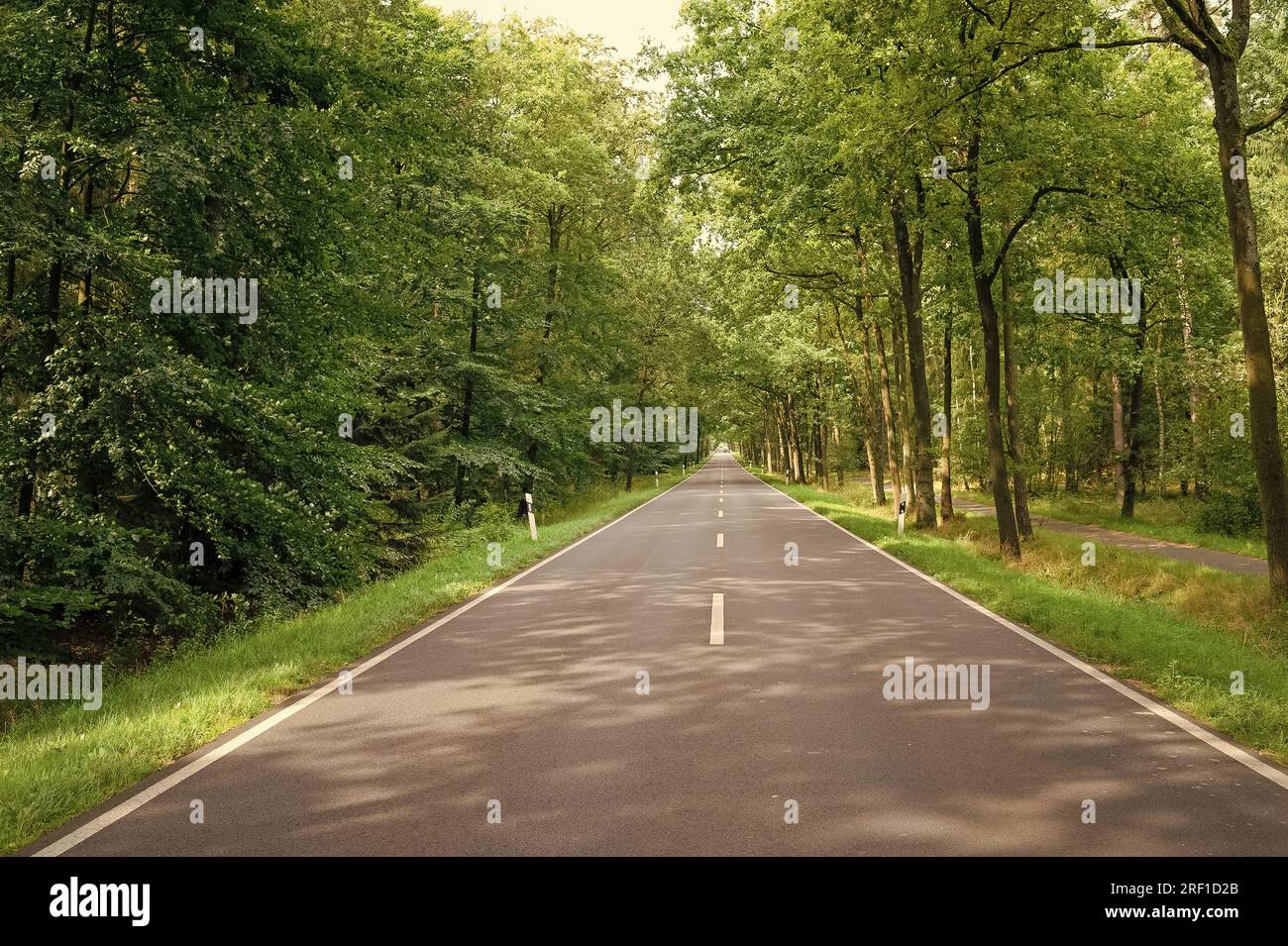 empty road destination. road destination in forest. road way ...
