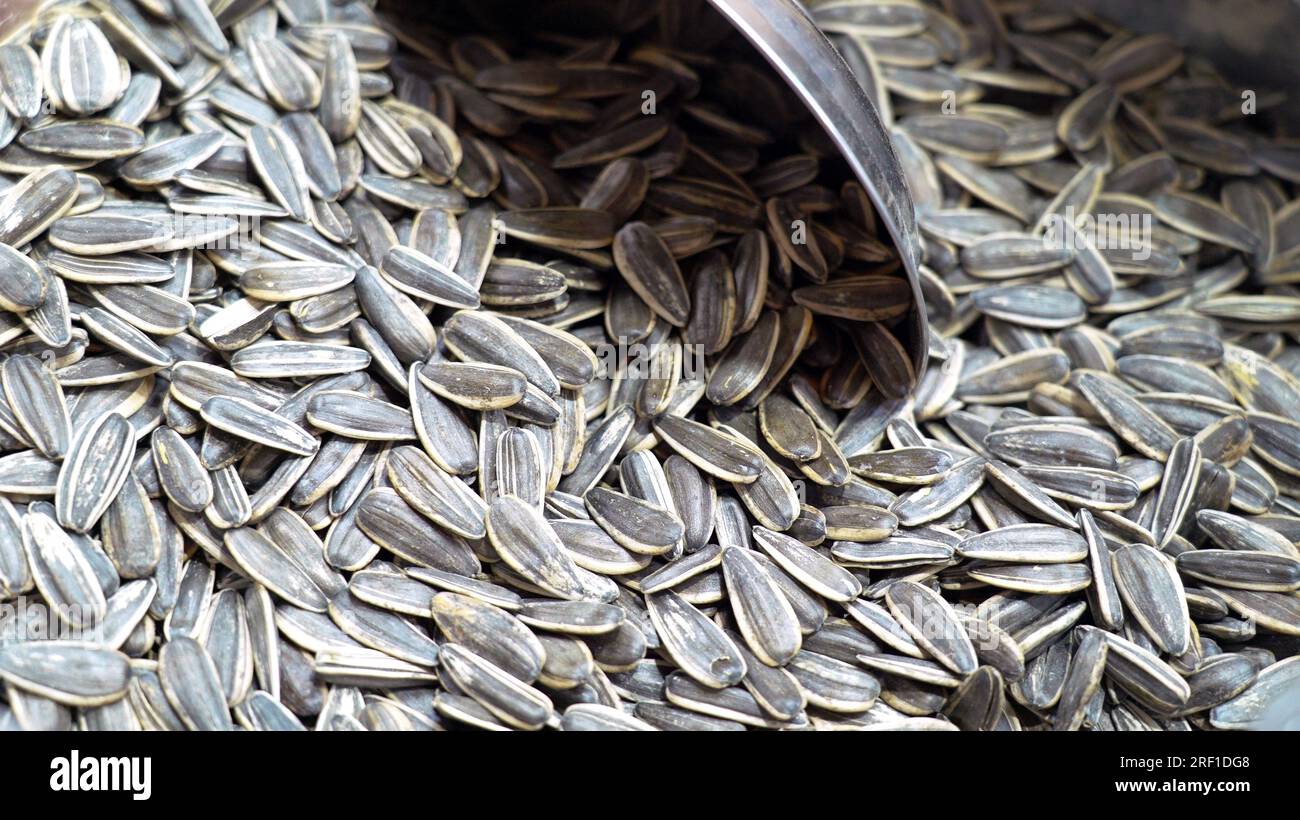 heap of Striped sunflower seeds, a snack food, with a steel scoop ...
