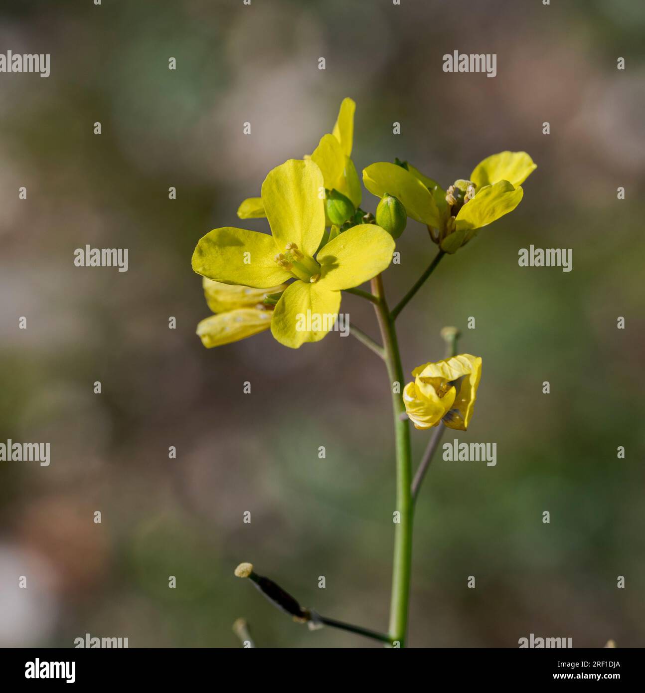 Crucifer brassicaceae hi-res stock photography and images - Alamy