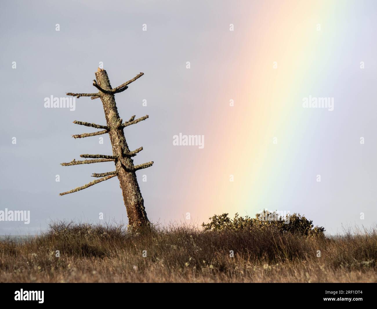 Rainbow's end and dead tree Stock Photo - Alamy