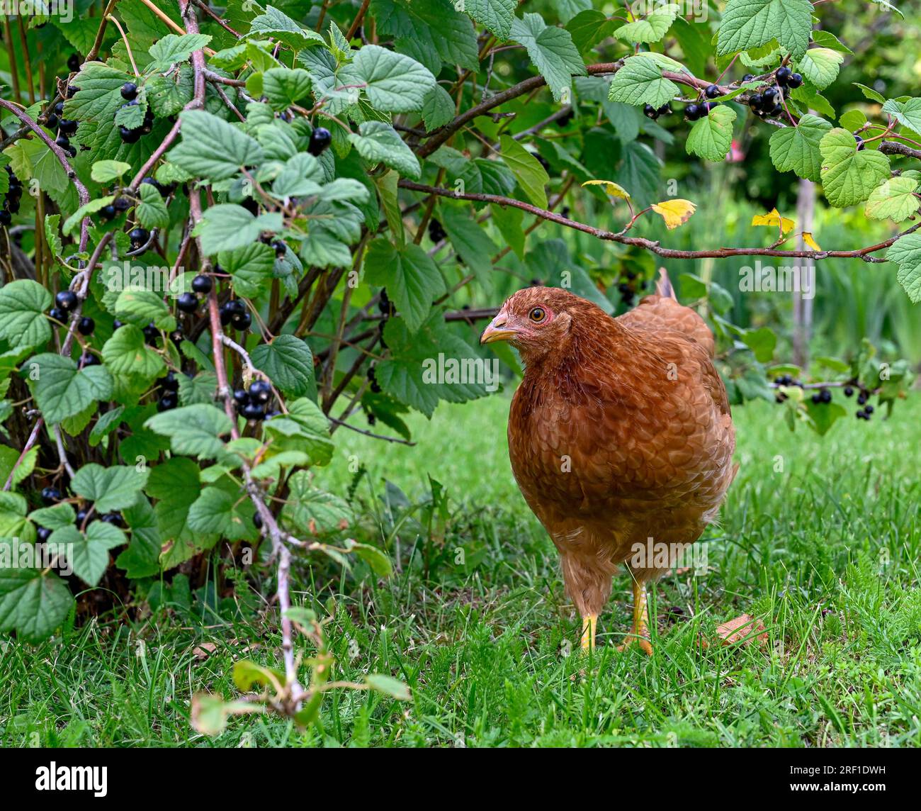 Hen walking on green grass looking from berries from bushes Stock Photo ...