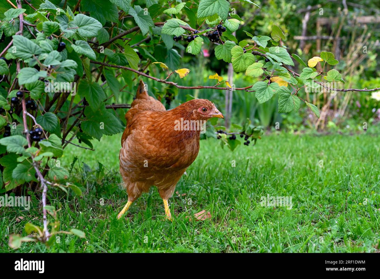 Hen walking on green grass looking from berries from bushes Stock Photo ...