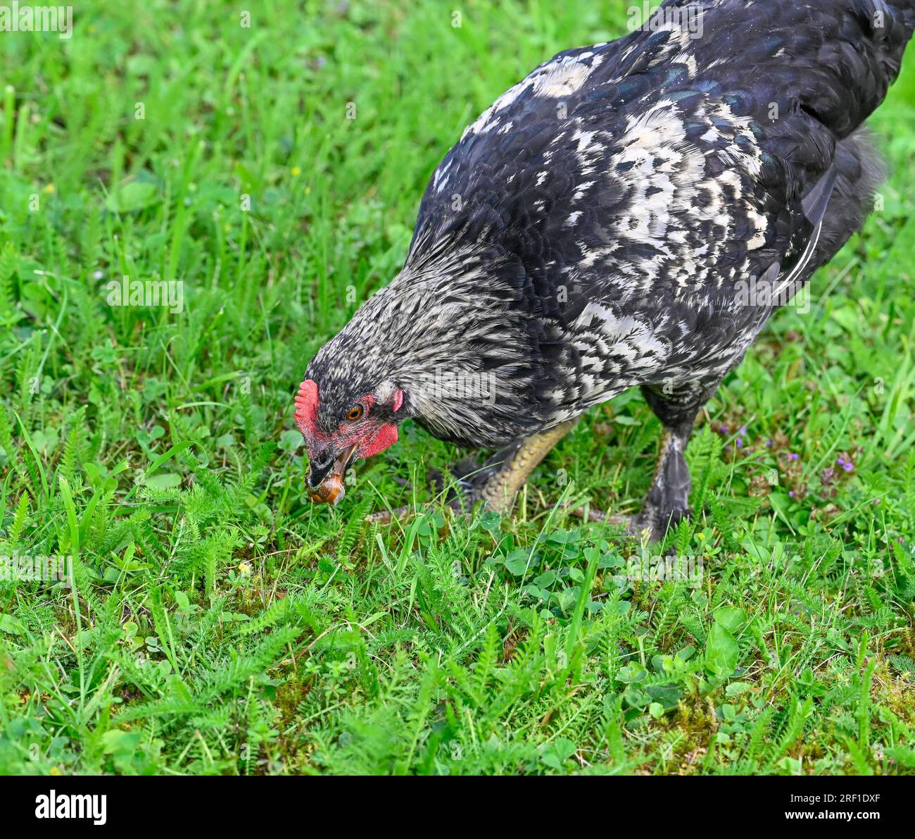 young rooster walking on grass and eating insects Stock Photo - Alamy