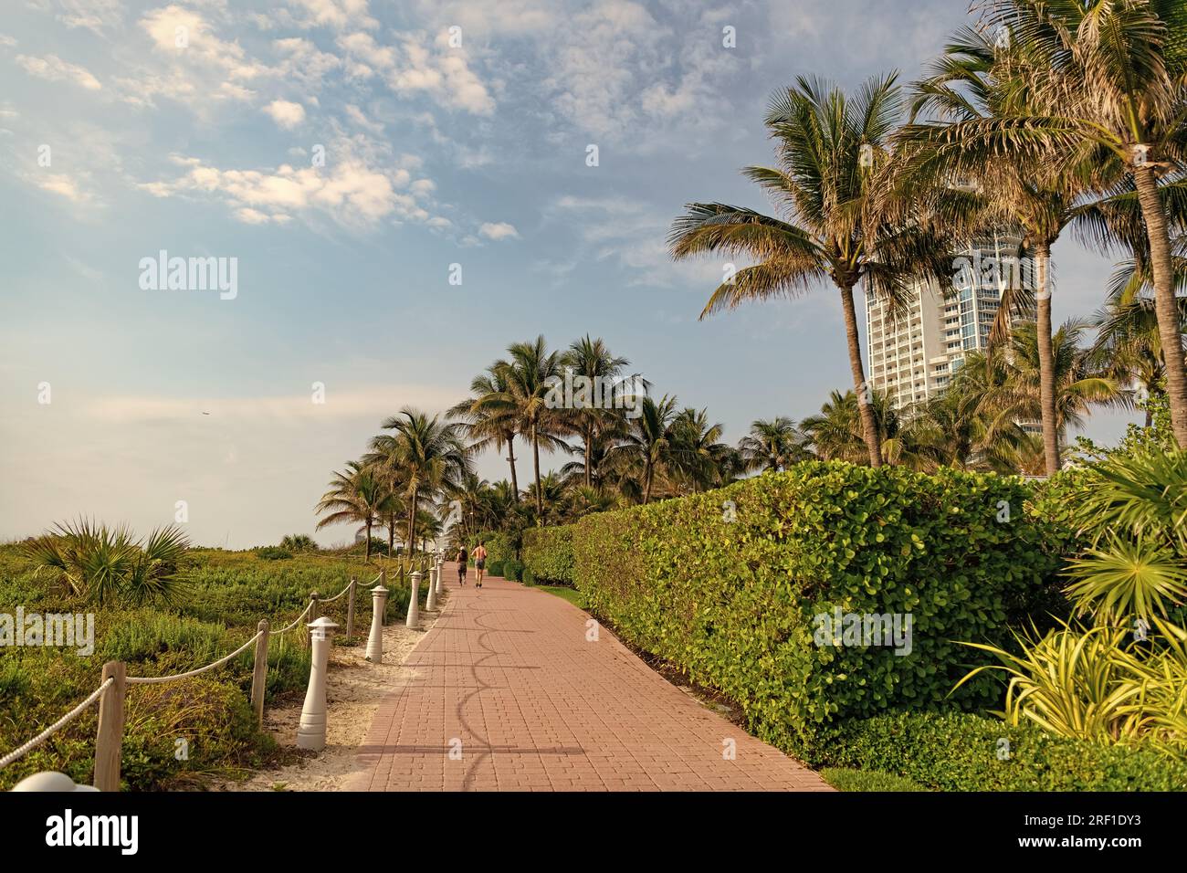 summer way with palms. promenade road way outdoor. way path alley ...
