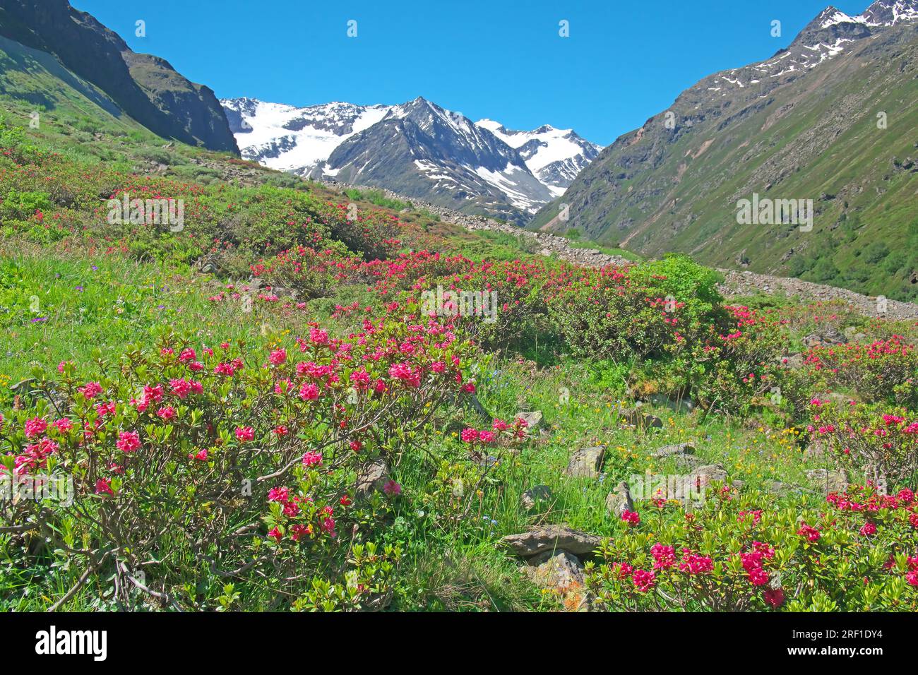 Rusty leaved alpine rhododendrons hi-res stock photography and images ...