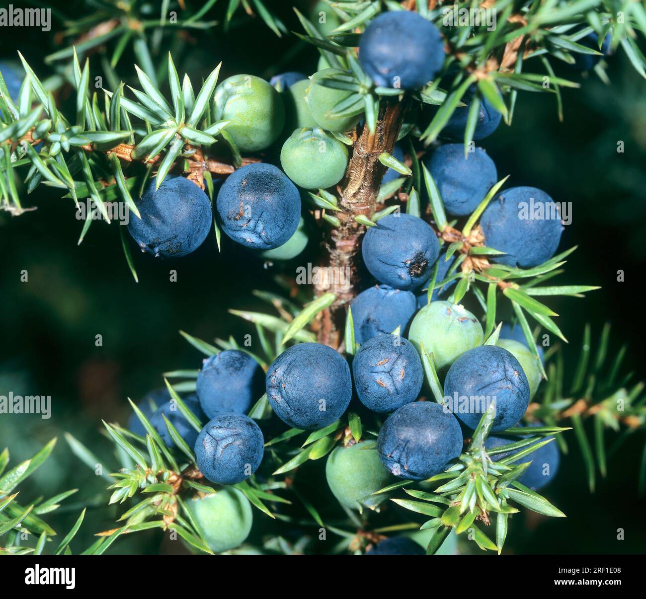 Juniperus Communis Blue