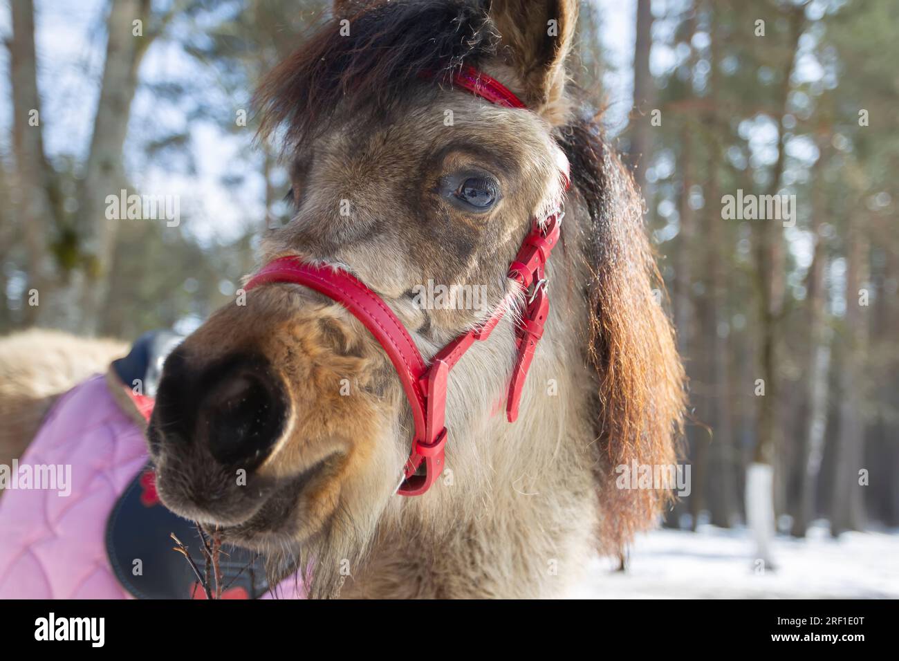 Muzzle of a pony horse close-up. She looks into the camera with ...