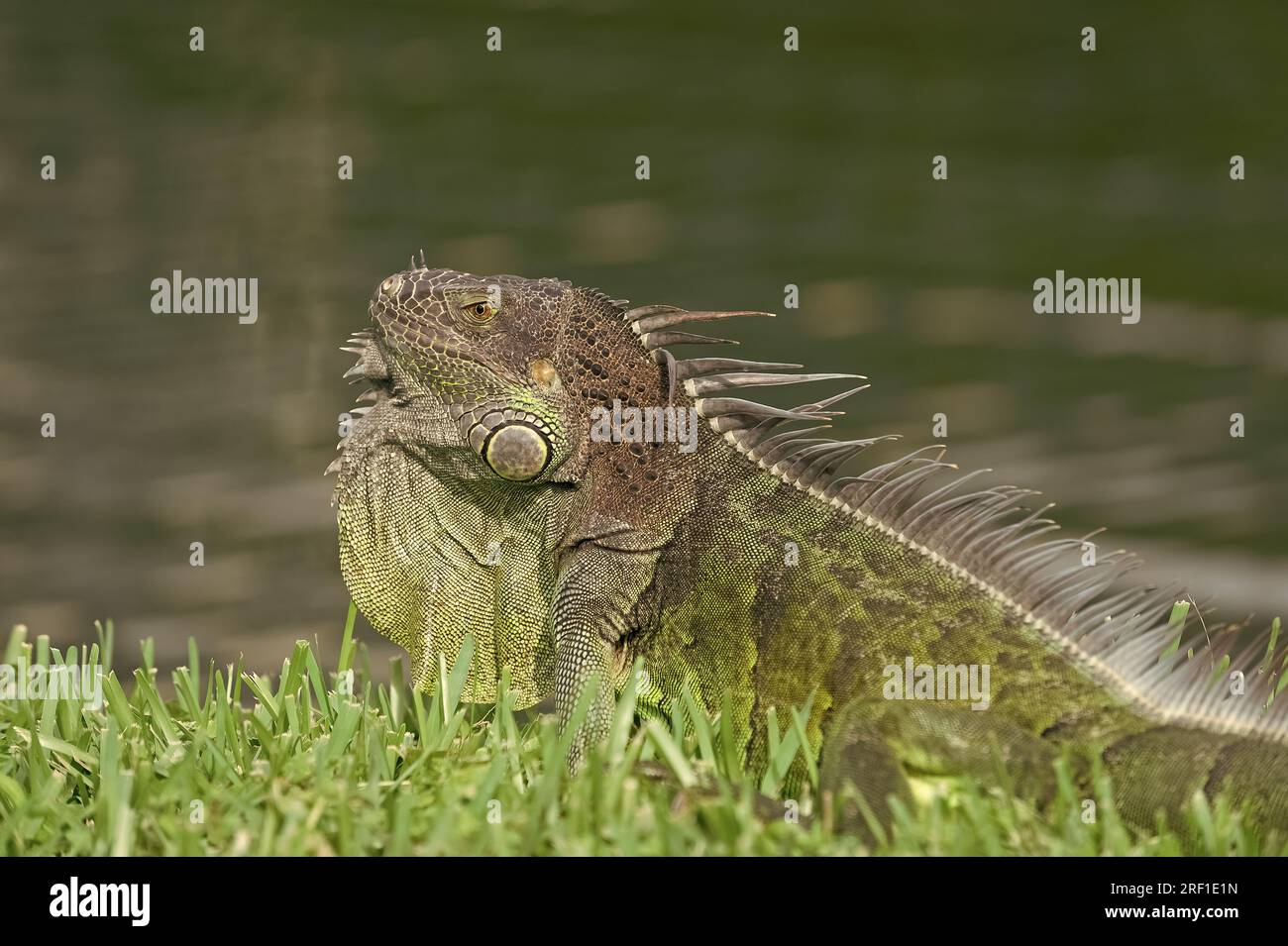 iguana lizard reptile. iguana lizard in wildlife. iguana lizard outside ...