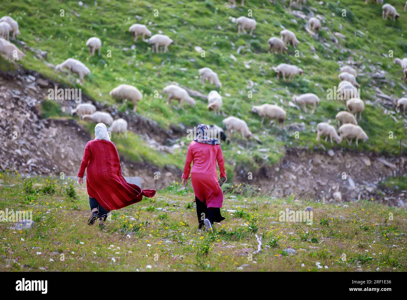 Muslim women go through the mountains to a herd of sheep Stock Photo ...