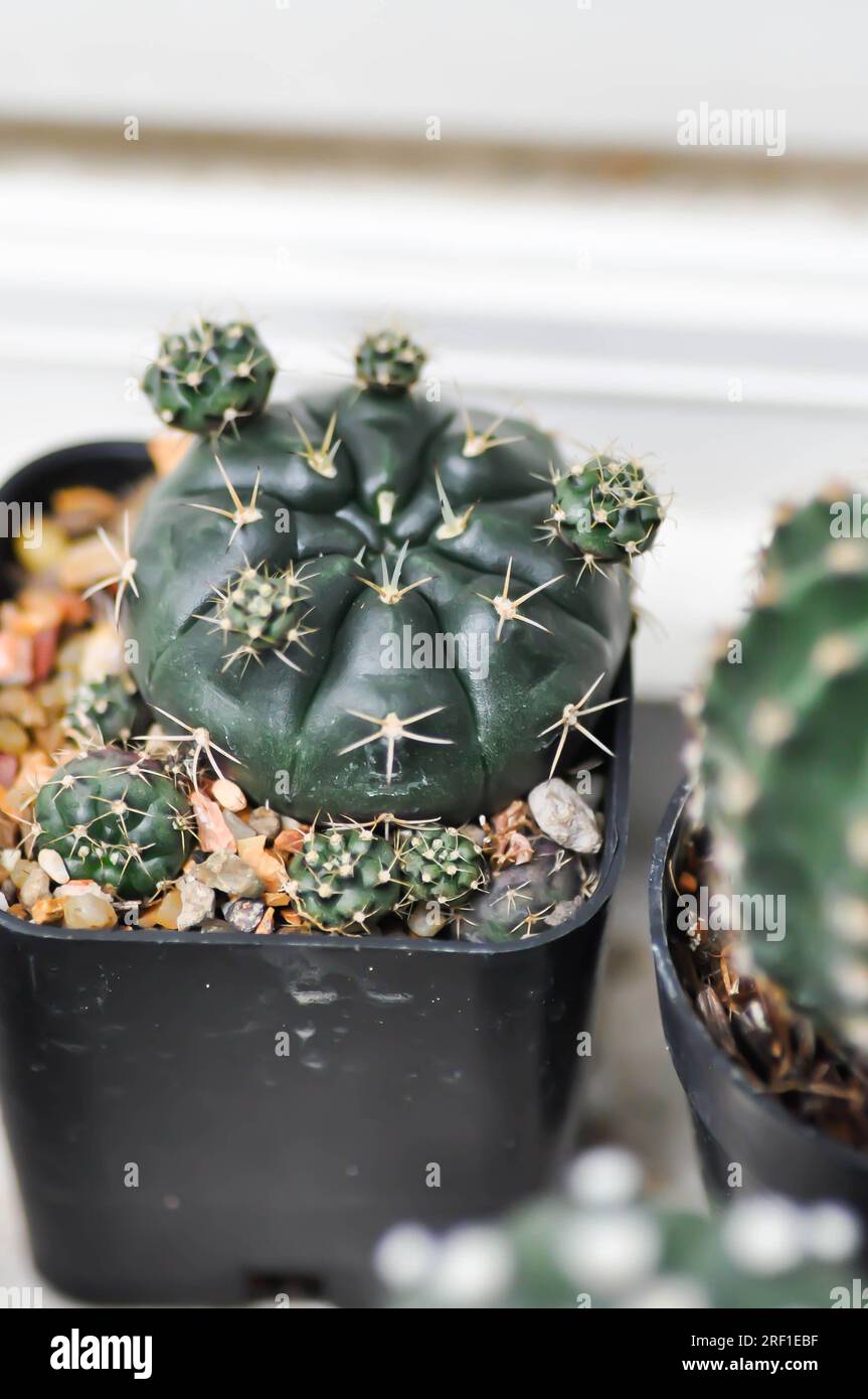 Gymno damsii hi-res stock photography and images - Alamy