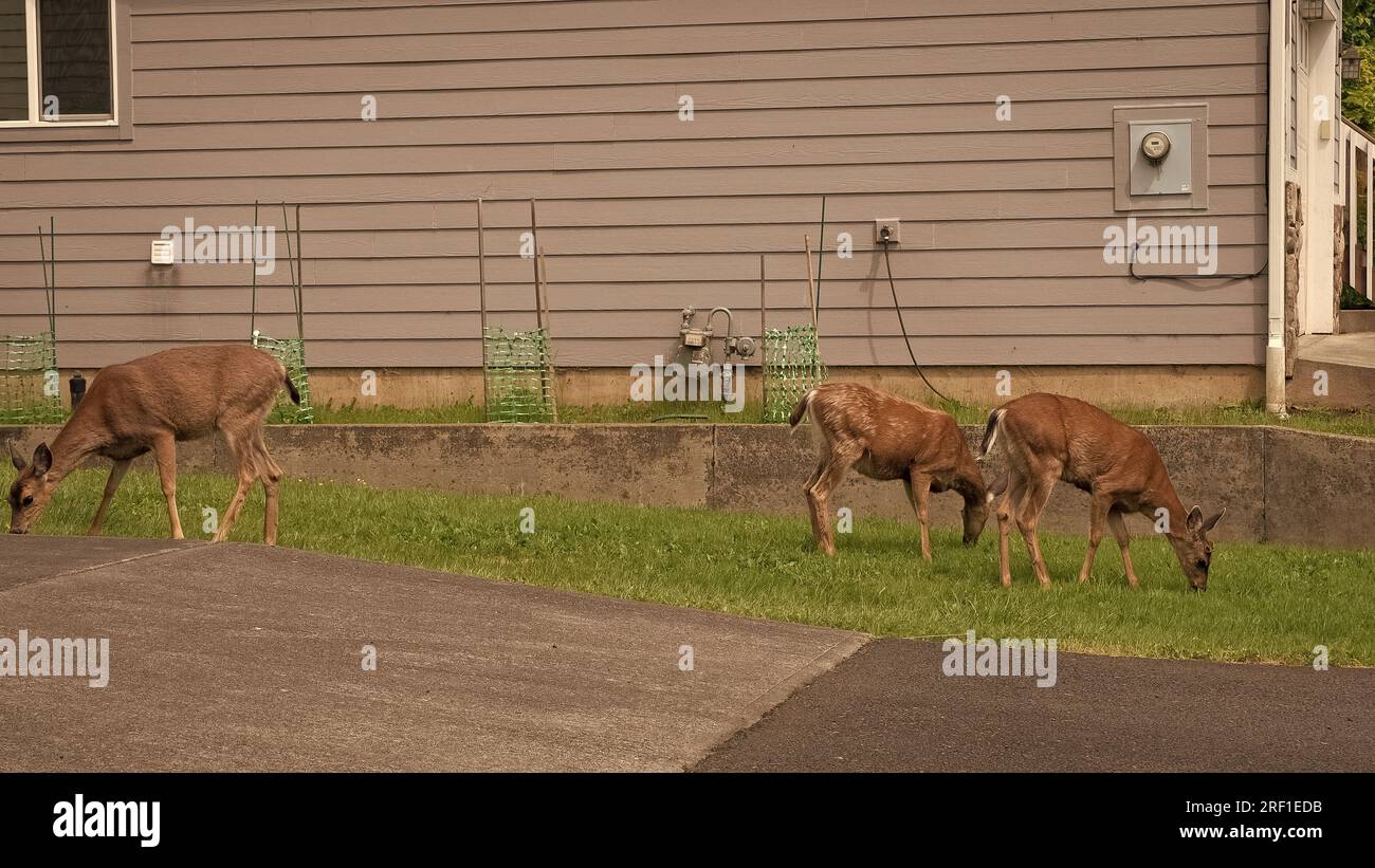 deer fallow in the street. deer fallow animal. deer fallow brown color ...