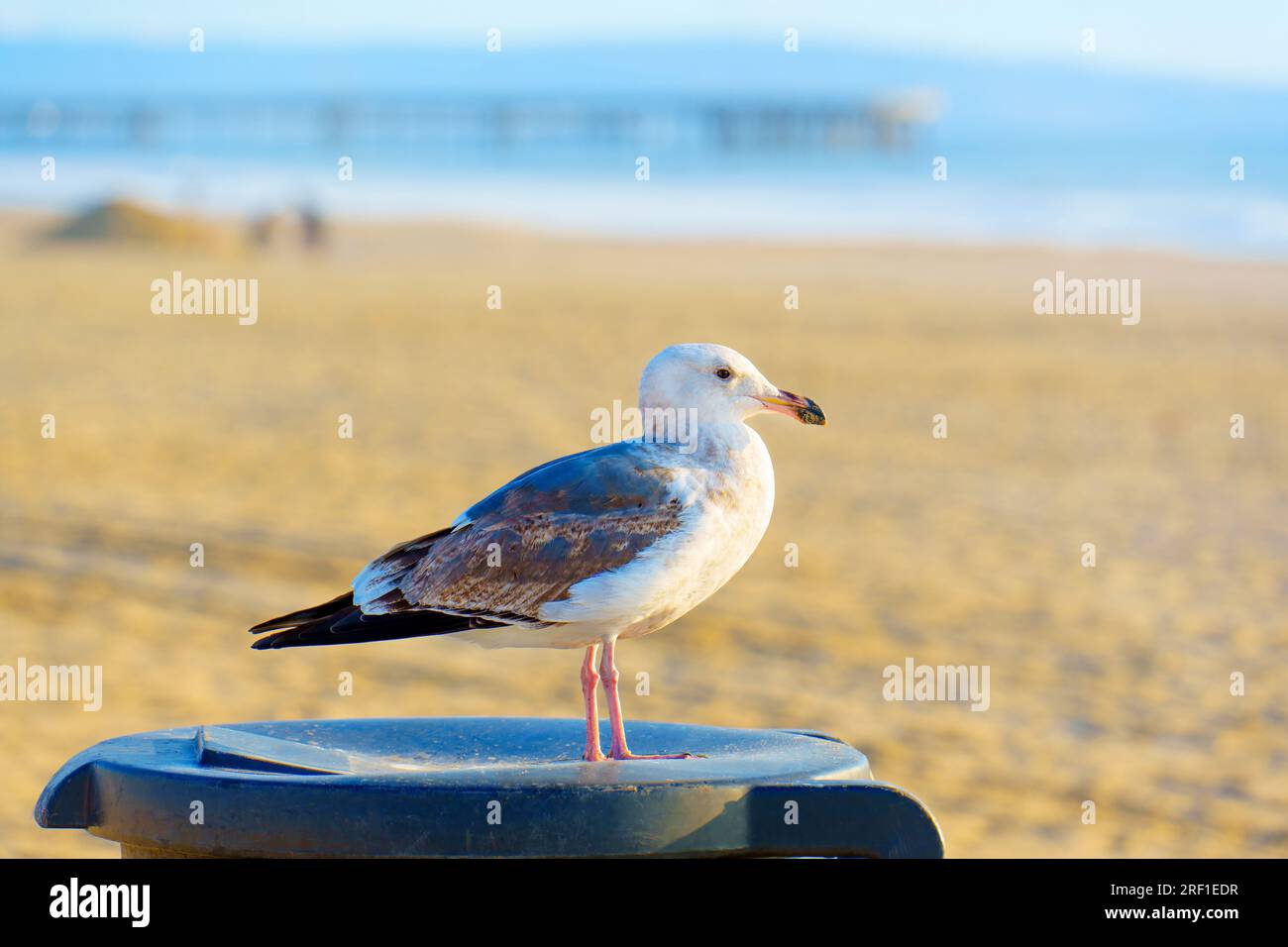 Close-up of a seagull sitting gracefully on a trash bin at the beach ...