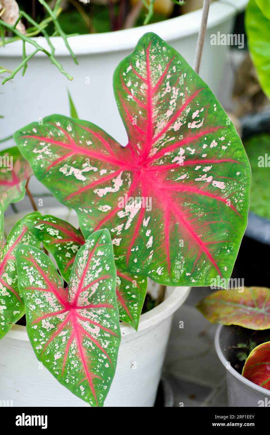 Caladium, Caladium Bicolor Vent or Caladium bicolor or bicolor plant ...