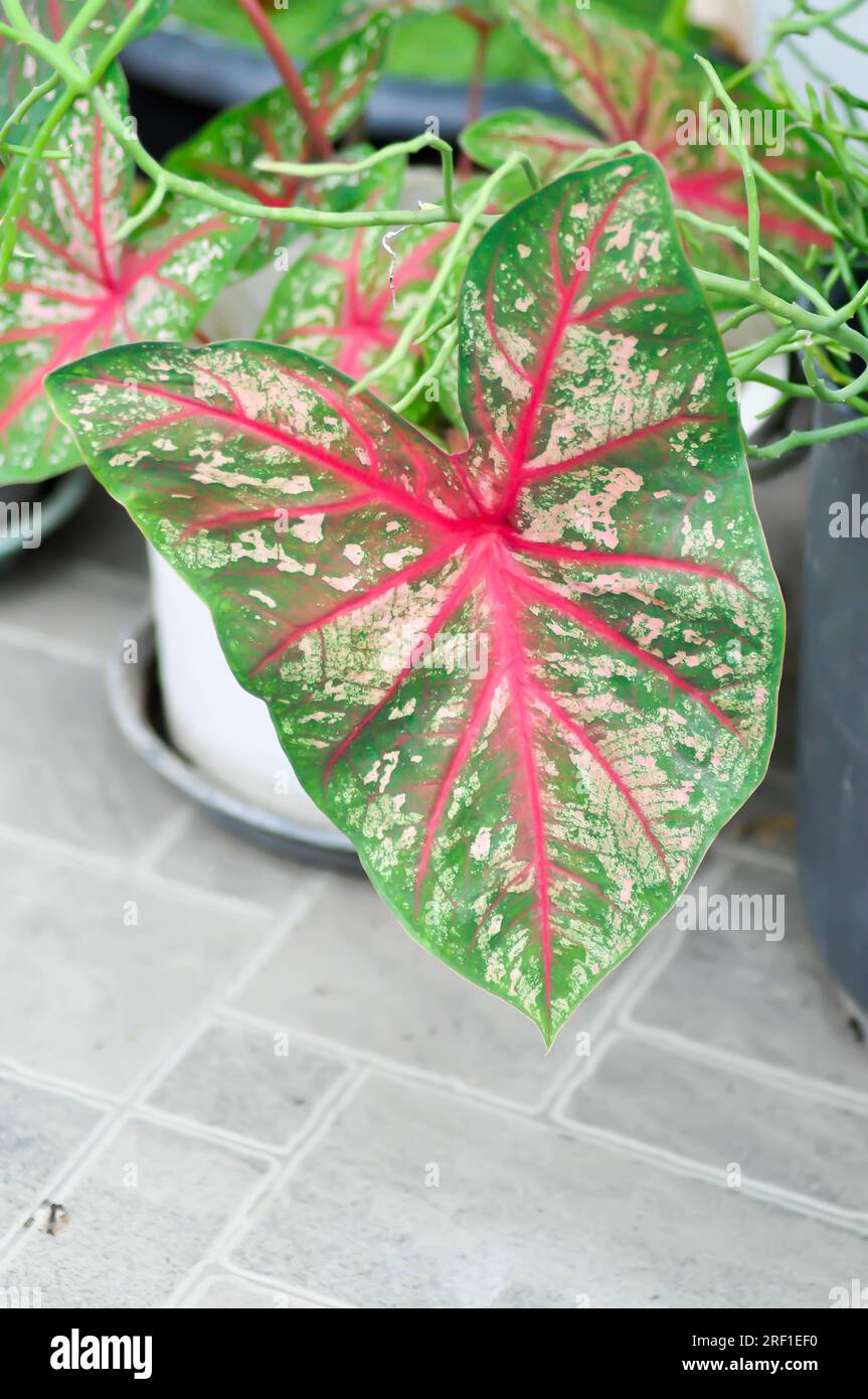 Caladium, Caladium Bicolor Vent or Caladium bicolor or bicolor plant ...