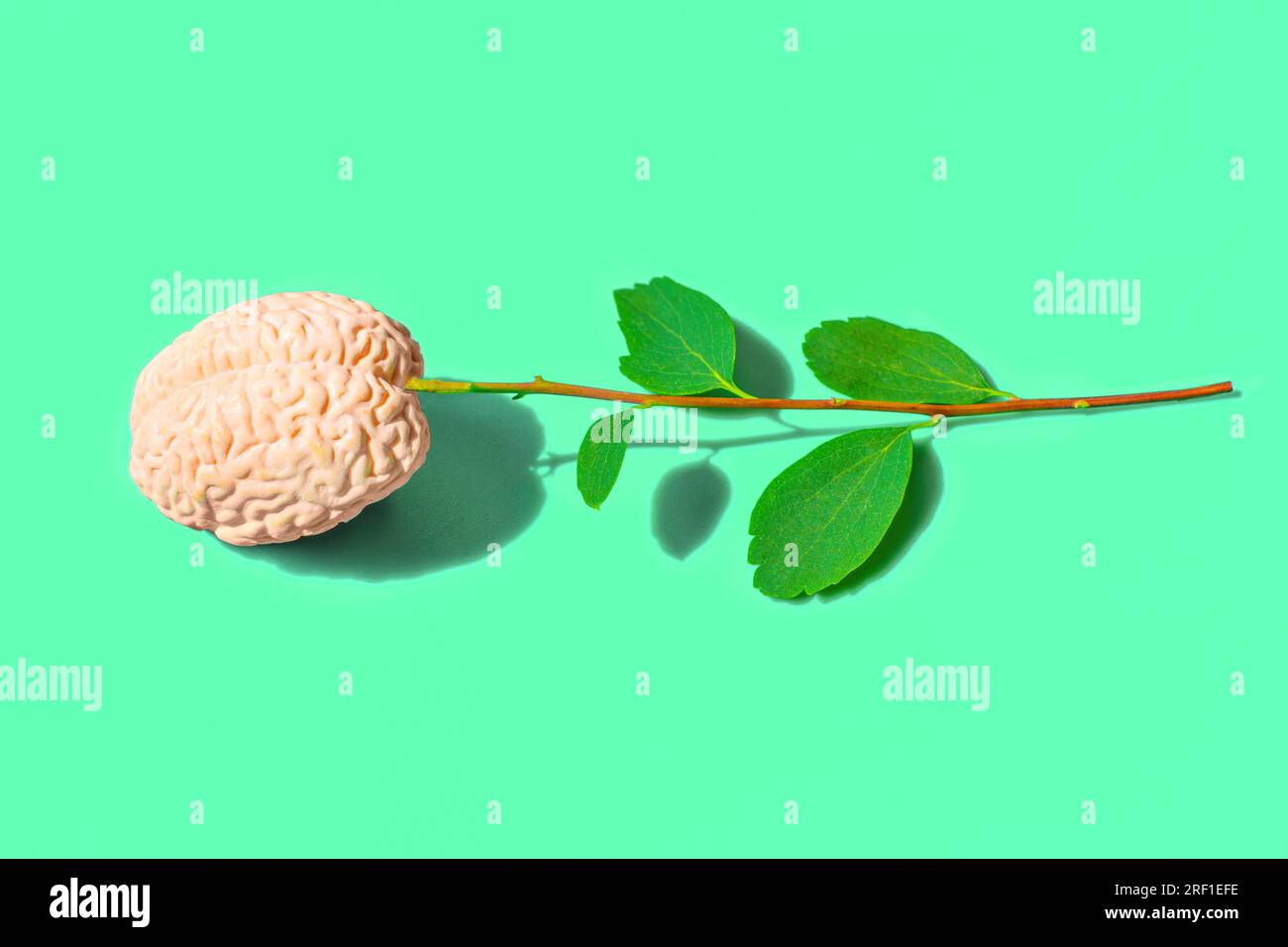 Brain flower composition made from a fresh stem and a miniature ...