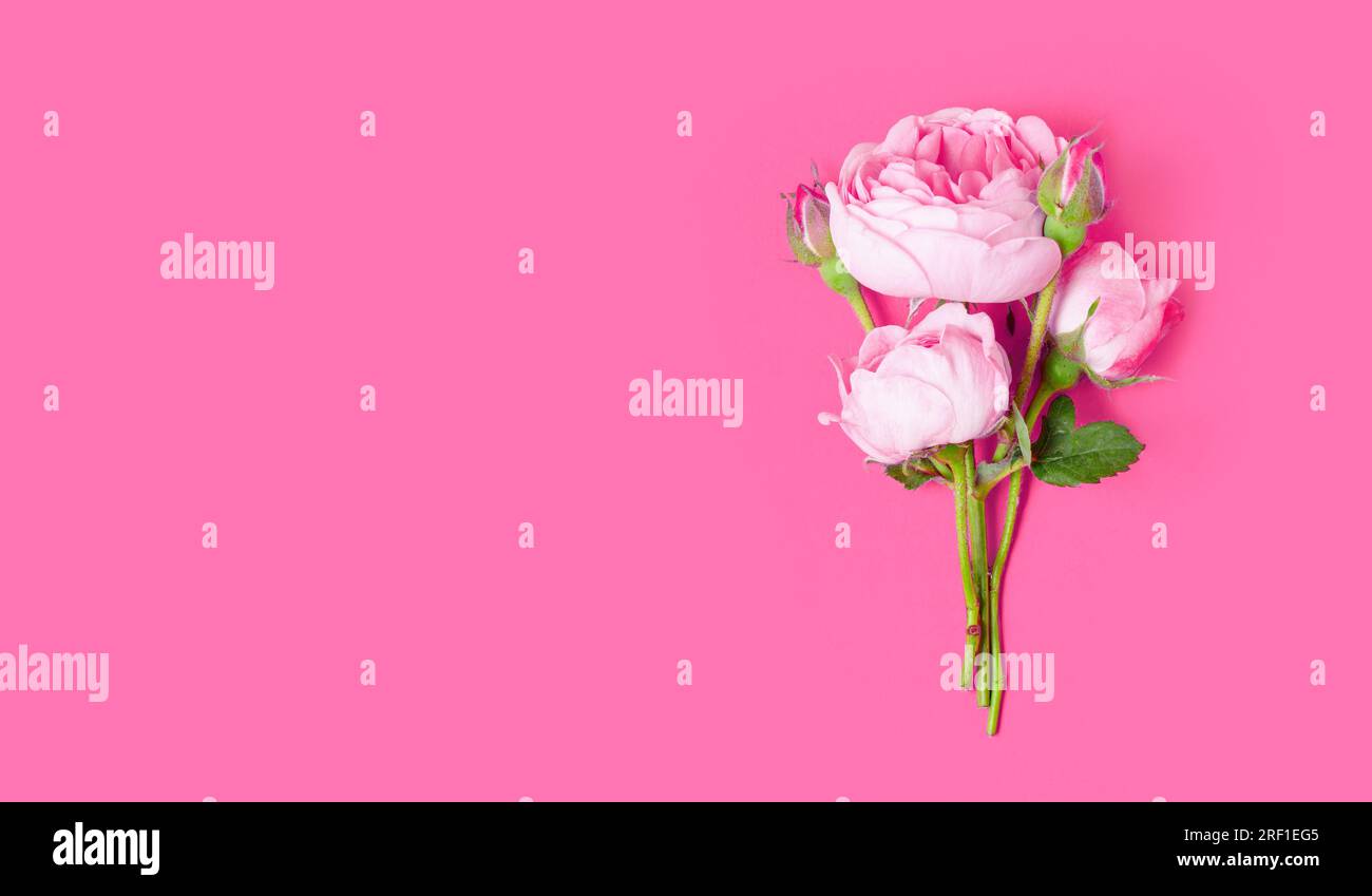 Delicate pink background with fresh roses bouquet and ample space for ...