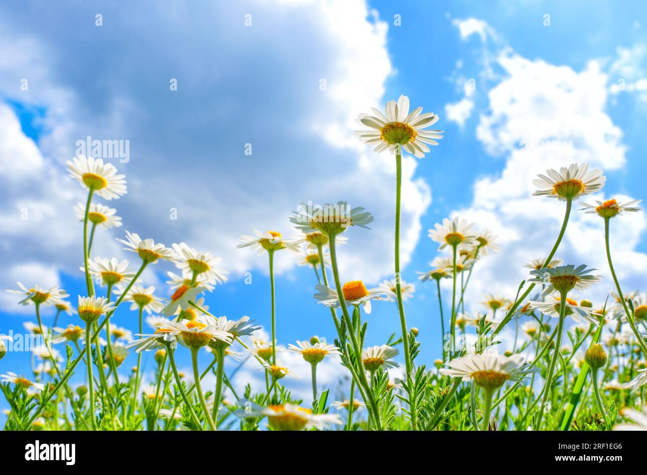 Backdrop of daisies hi-res stock photography and images - Alamy
