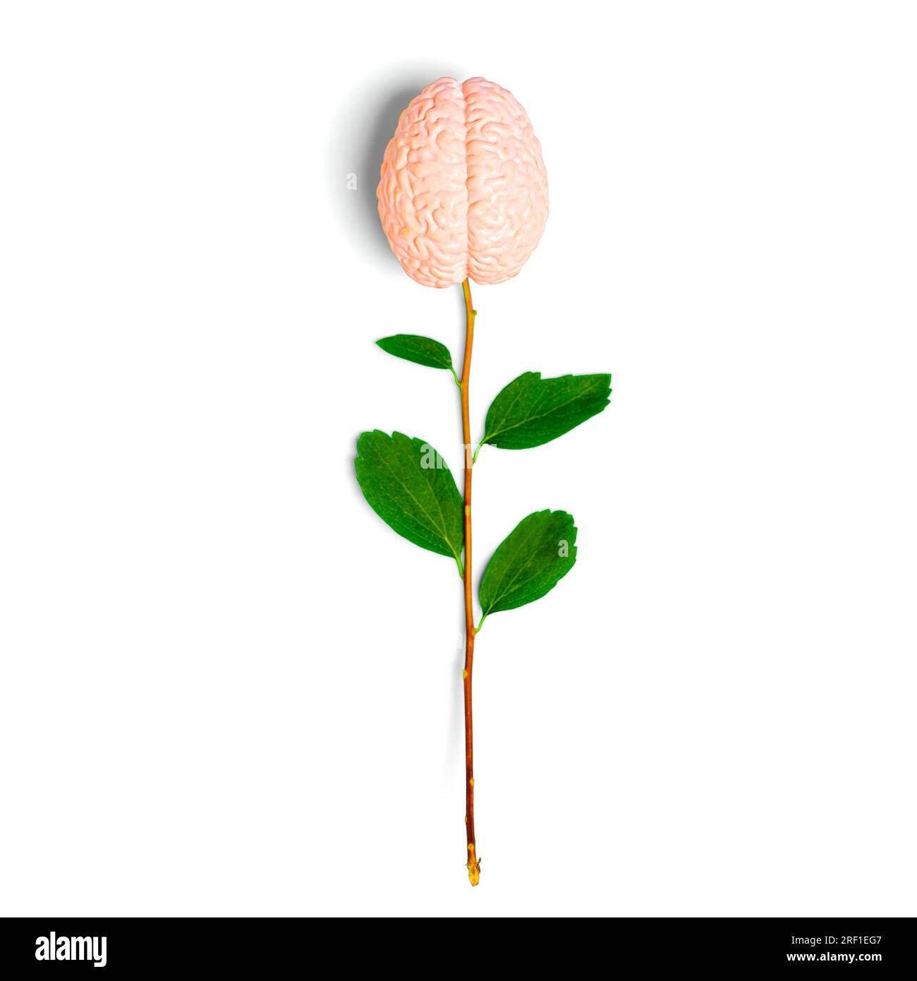 Creative brain as a flower composition made from a fresh stem with ...