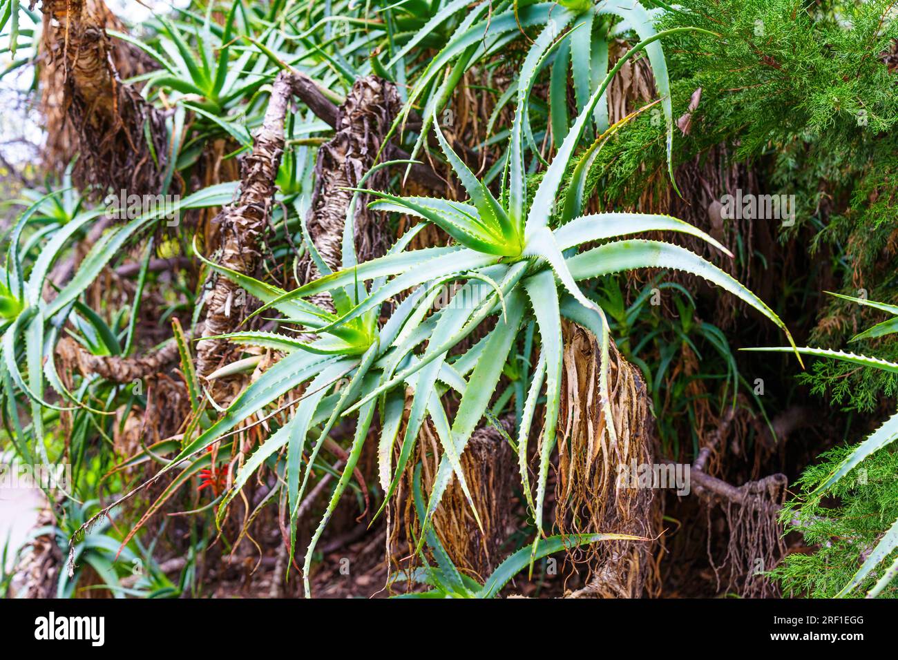 Tropical tree-like aloe plant set against a garden oasis. Natural ...