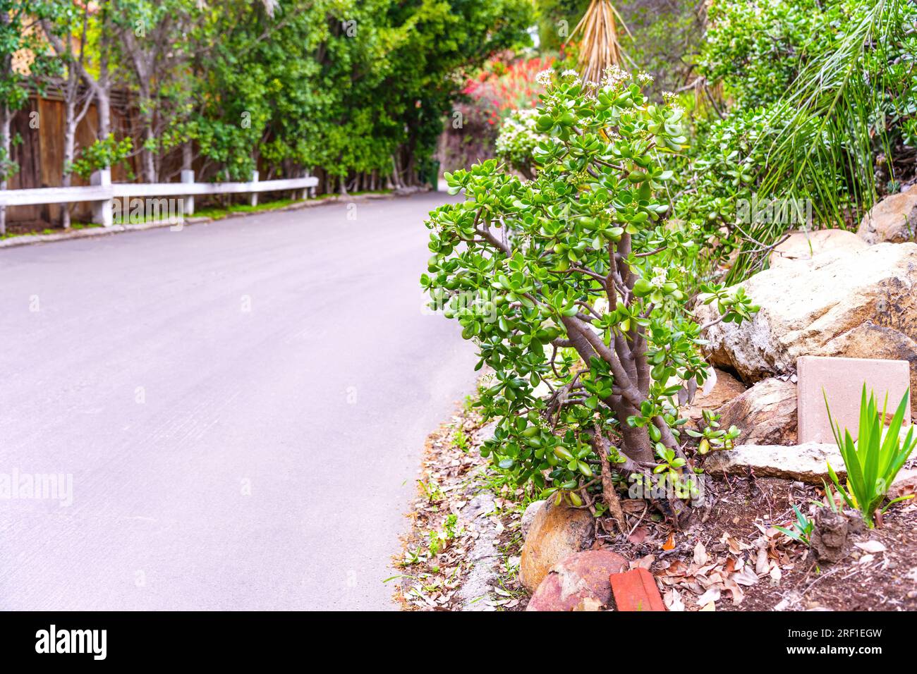 Lush greenery along a roadside, featuring a prominent money tree among ...