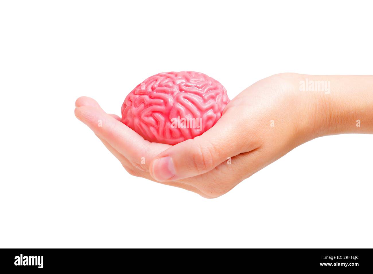 Anatomical model of a human brain in hand isolated on white background ...