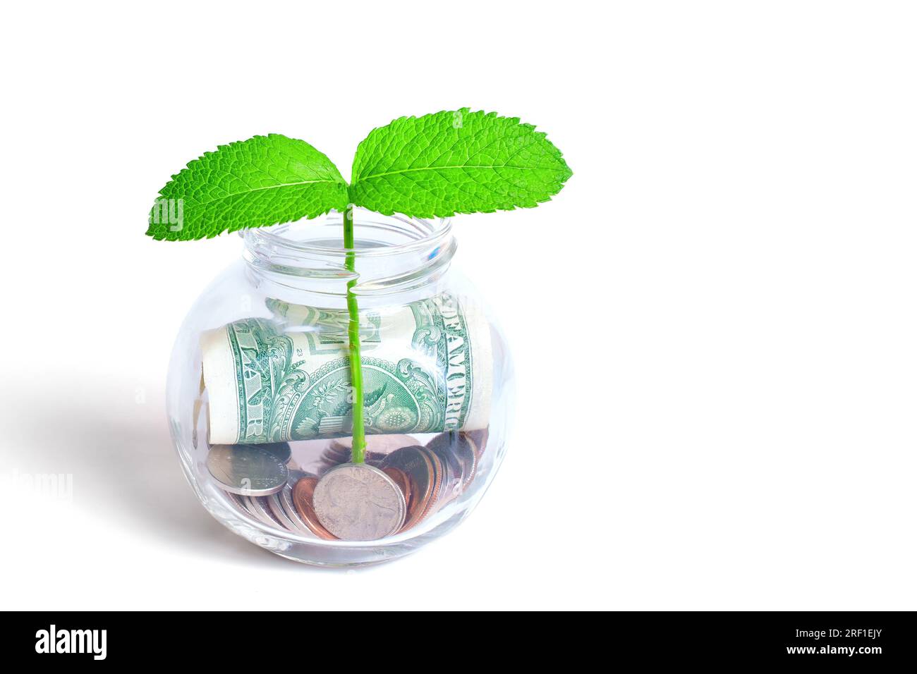 Young and vibrant plant flourishing from a money jar full of dollar ...