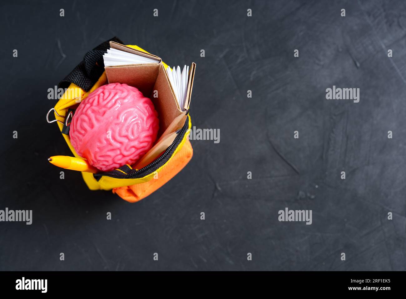 Pliable human brain model, books and pencils set inside a vibrant toy ...