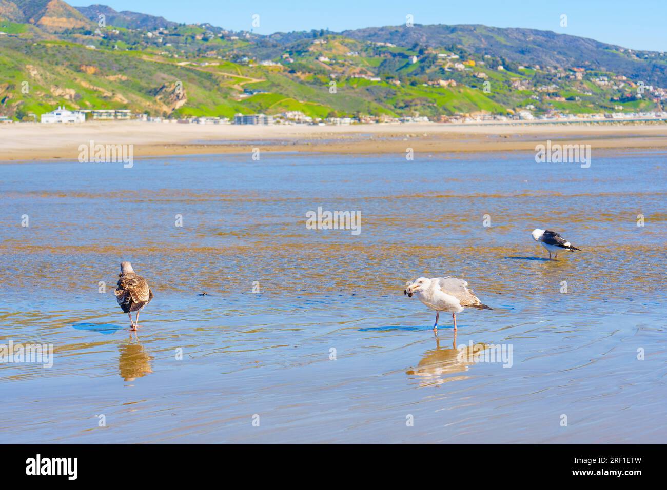 Coastal foragers hi-res stock photography and images - Alamy