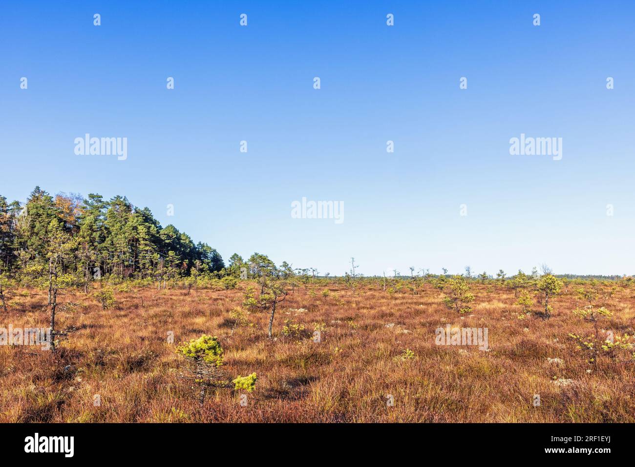 Bogland landscape hi-res stock photography and images - Alamy