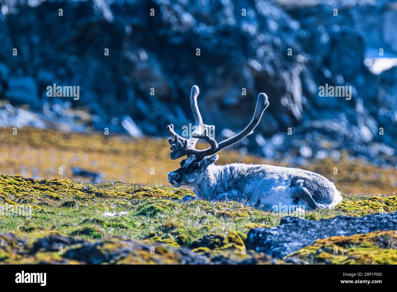 Resting Svalbard Reindeer bull on the tundra Stock Photo - Alamy