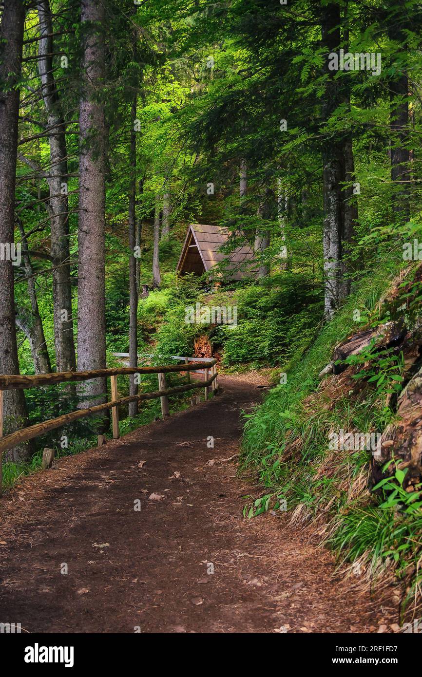 forest trail in park. beautiful summer countryside background Stock ...