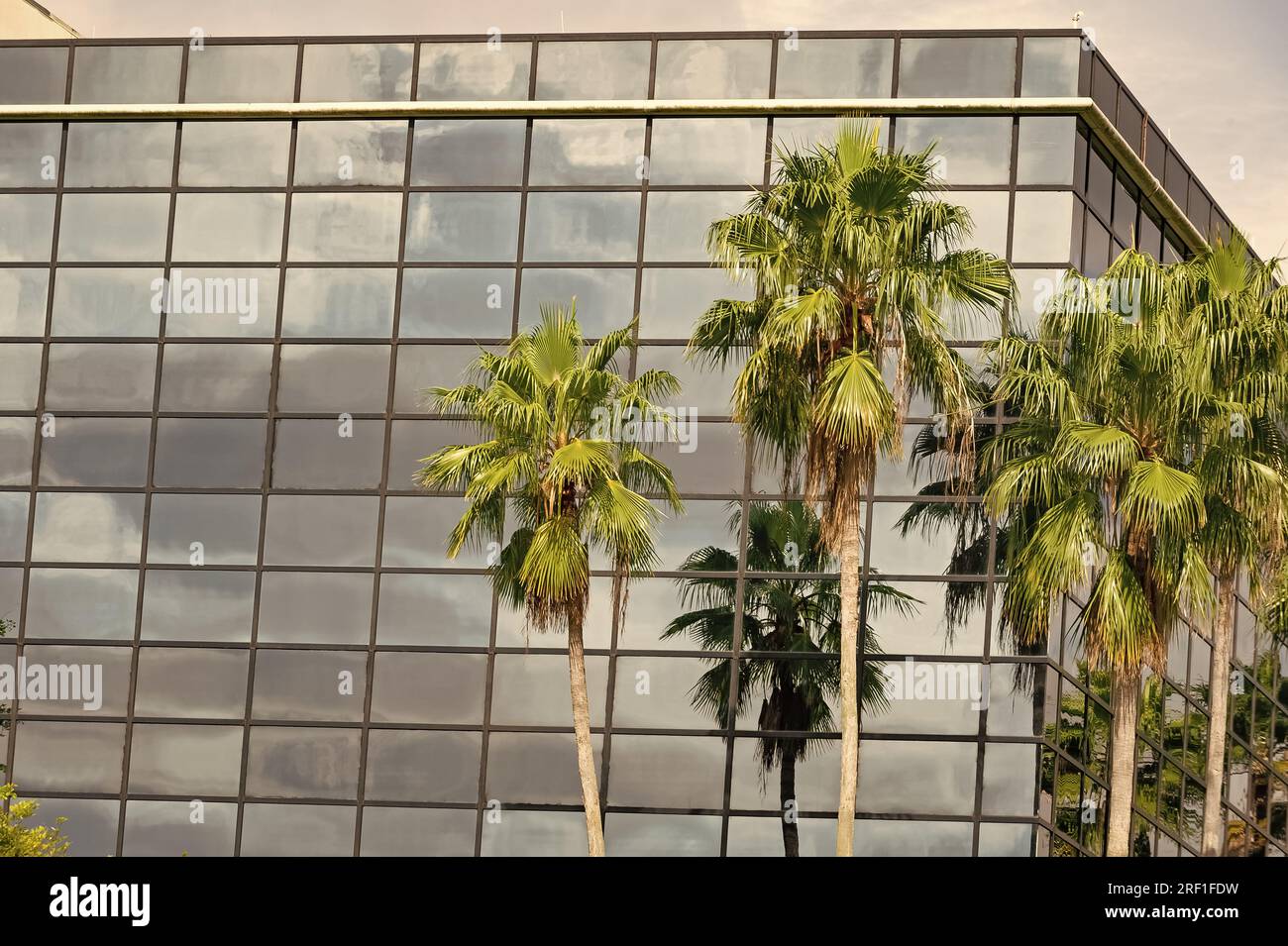 facade building architecture with palm trees. exterior building ...