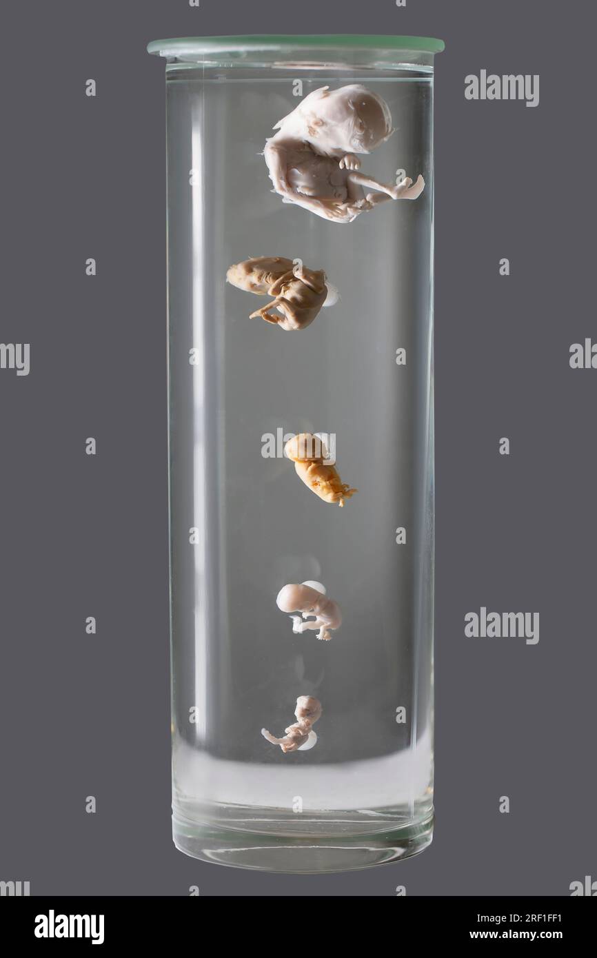 Human embryo tail hi-res stock photography and images - Alamy