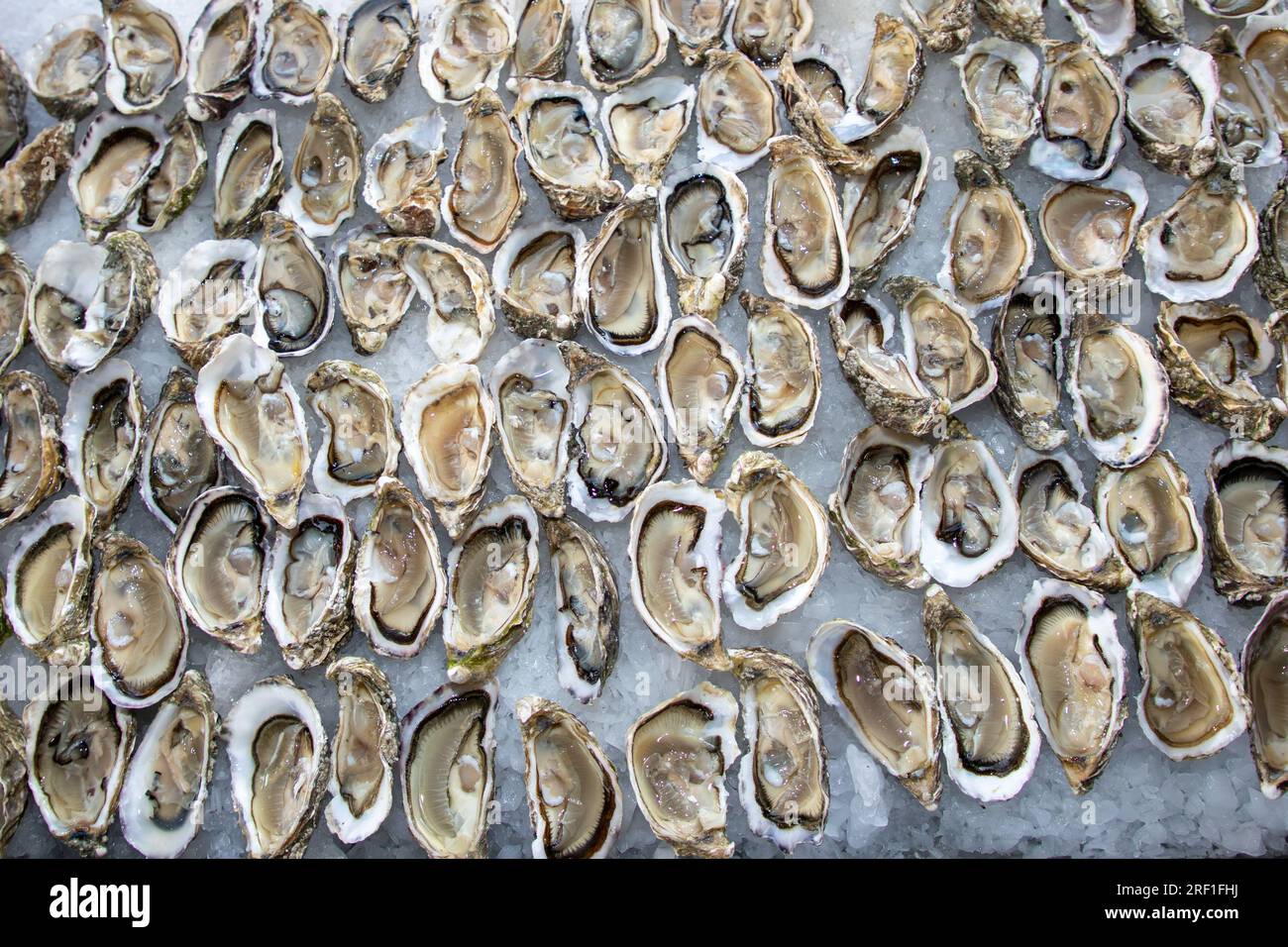 oysters open fresh shellfish flat plate oyster background on the party ...
