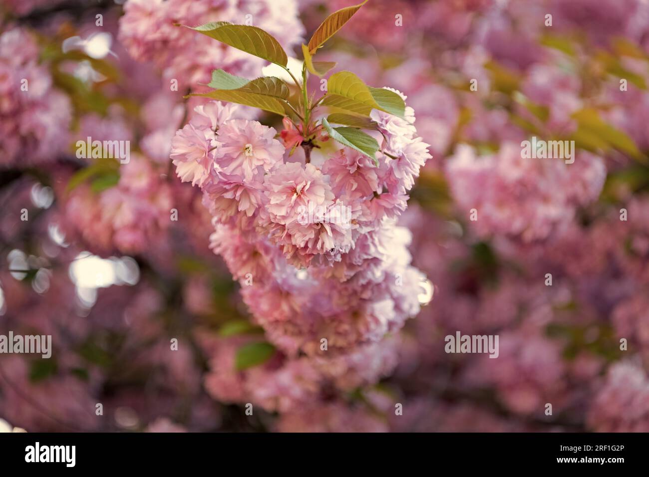 japanese spring sakura blossom. sakura blossom on branch. photo of ...