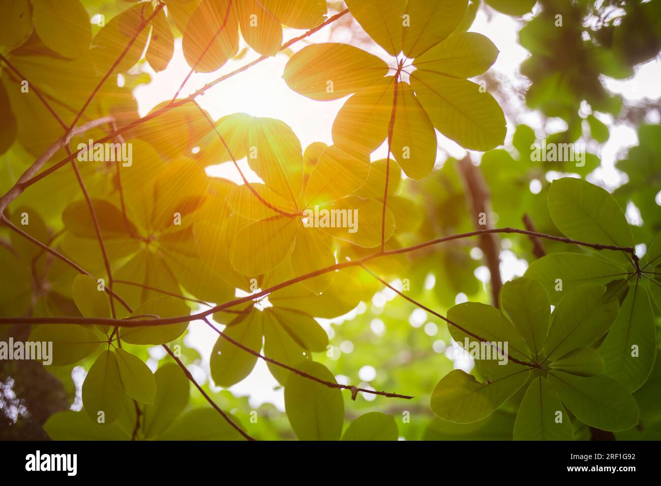 Beautiful magnolia leaves in the rays of the yellow sun Stock Photo - Alamy
