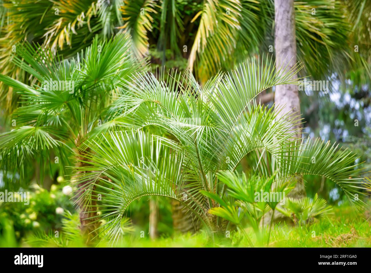 Tropical palm.Jungle exotic plant background Stock Photo - Alamy