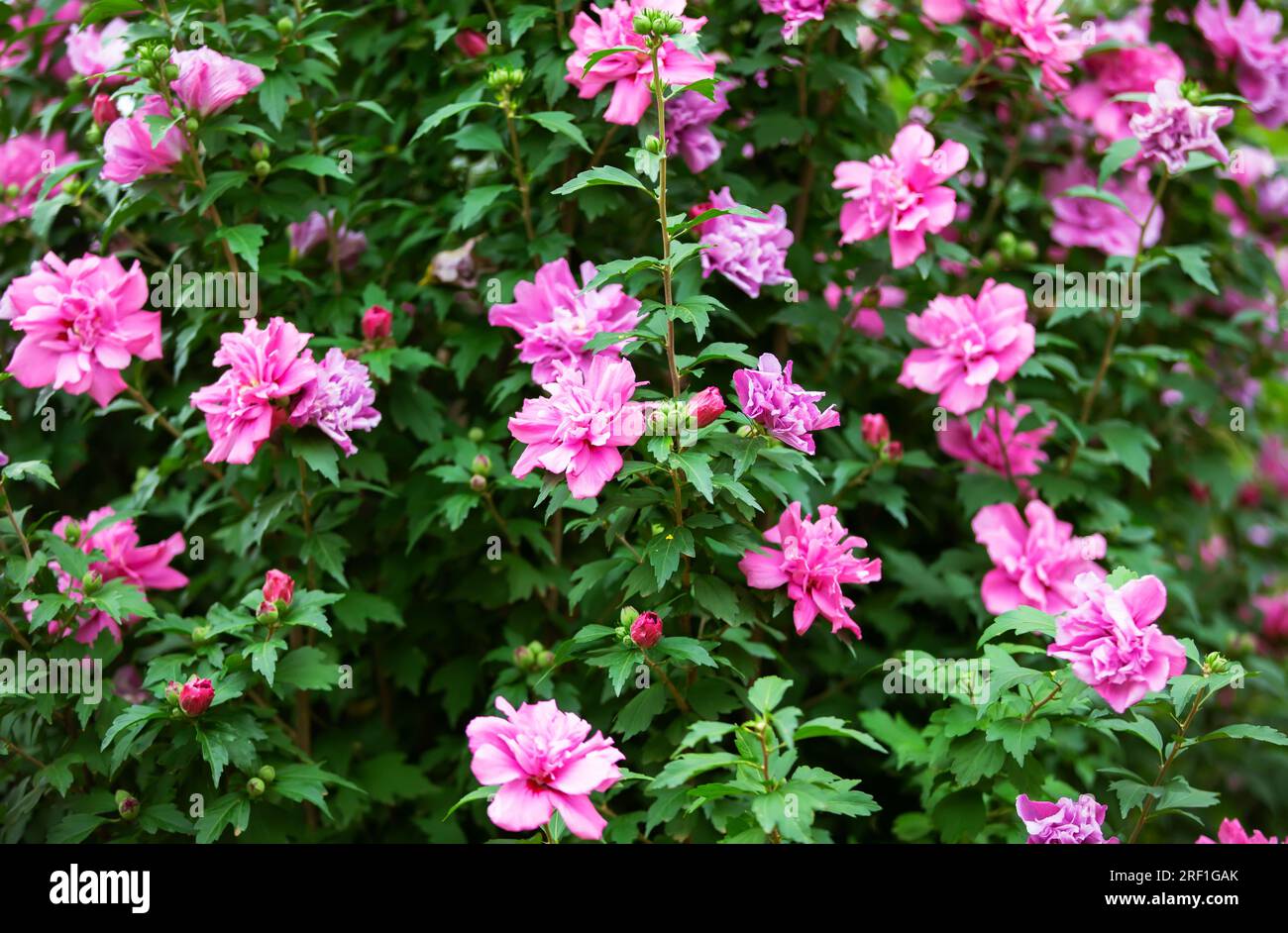 Natural floral background.Blossoming bush of Syrian hibiscus Stock ...