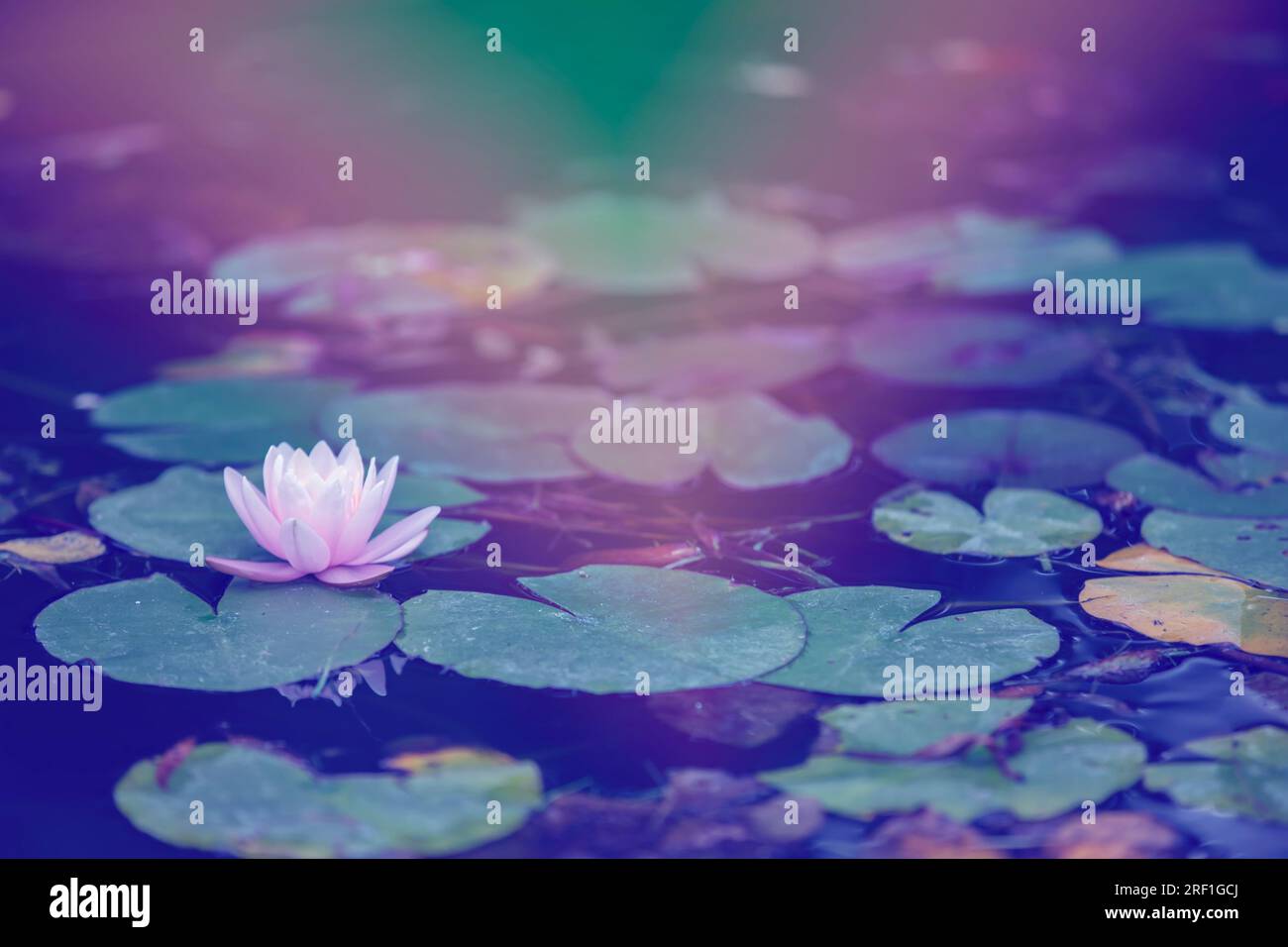 Abstract background of a pond with aquatic plants in purple tones Stock ...