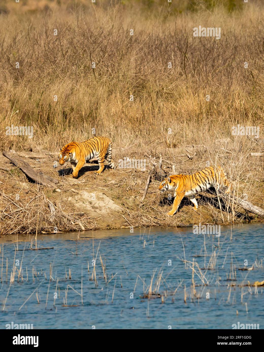 two wild adult female tiger or panthera tigris territorial fight ...