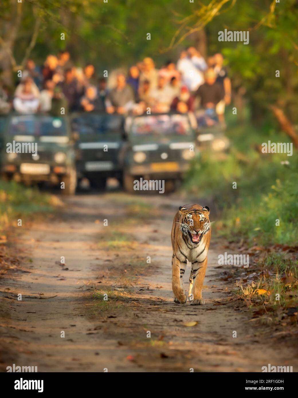 wild female mother tiger panthera tigris face expression calling her ...