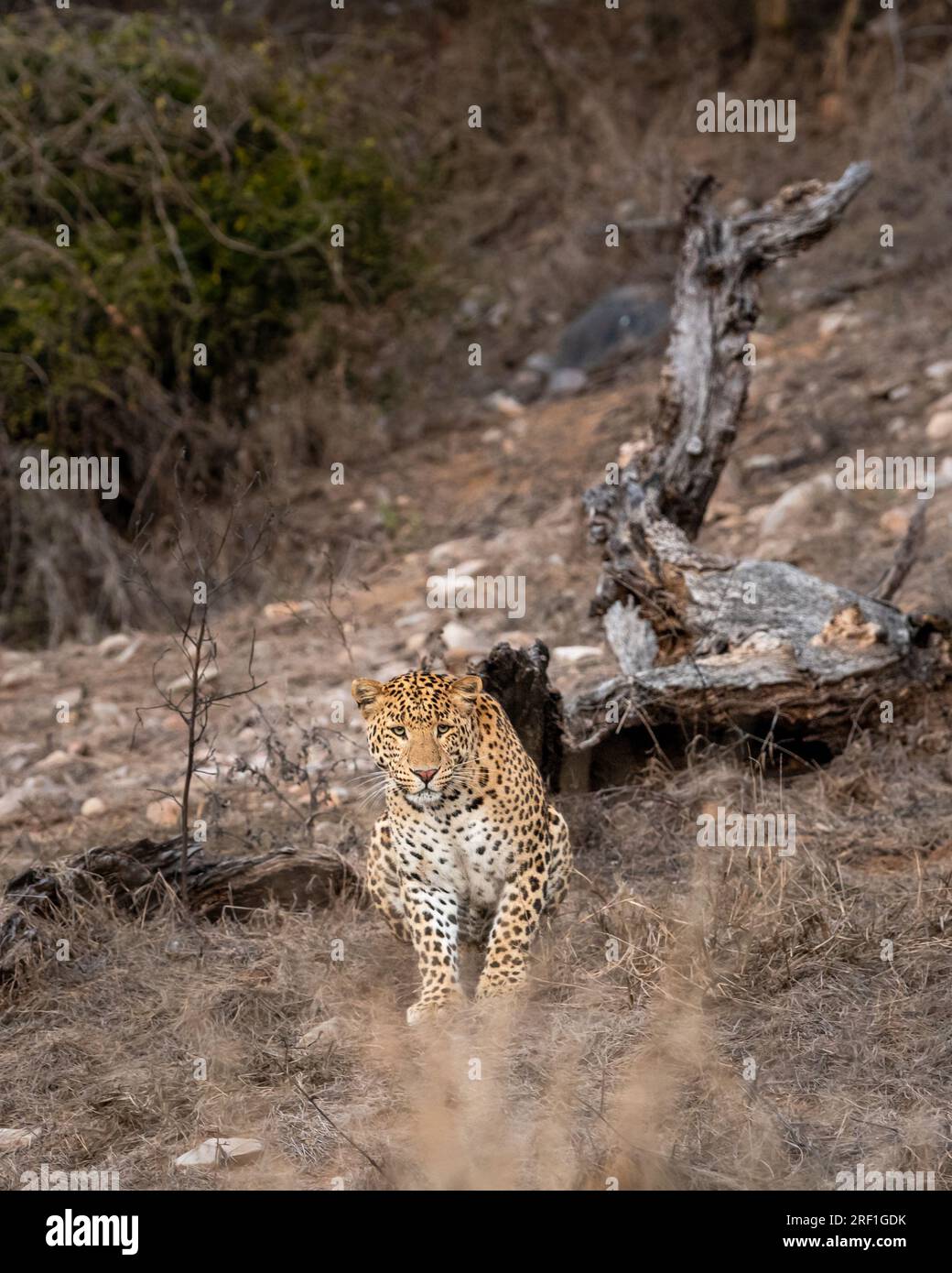 indian wild male leopard or panther or panthera pardus fusca closeup ...
