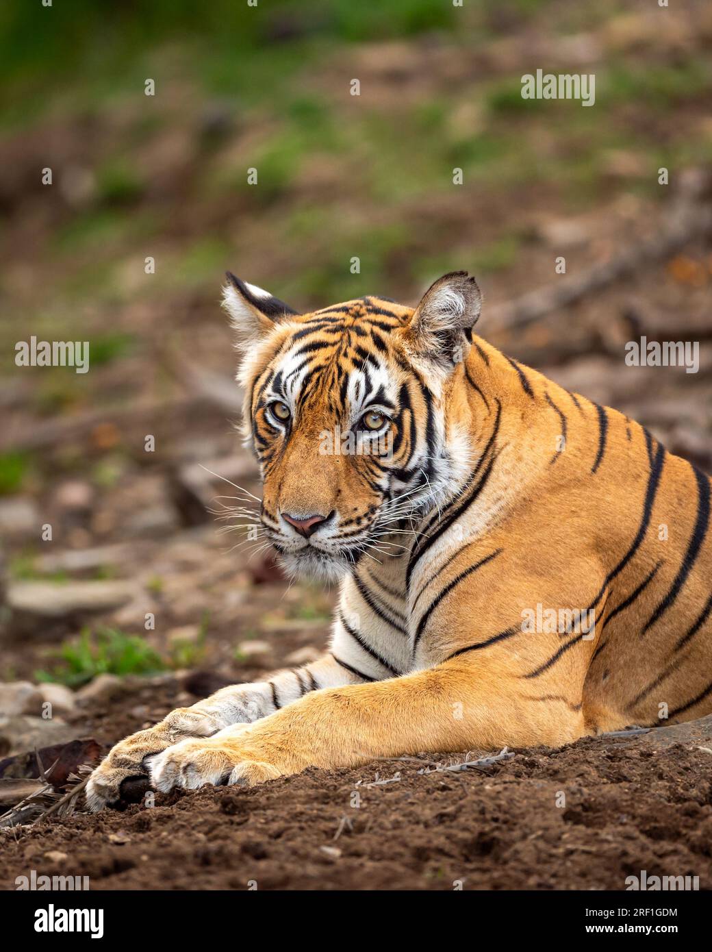 eye level shot of wild male bengal tiger or panthera tigris close up or ...