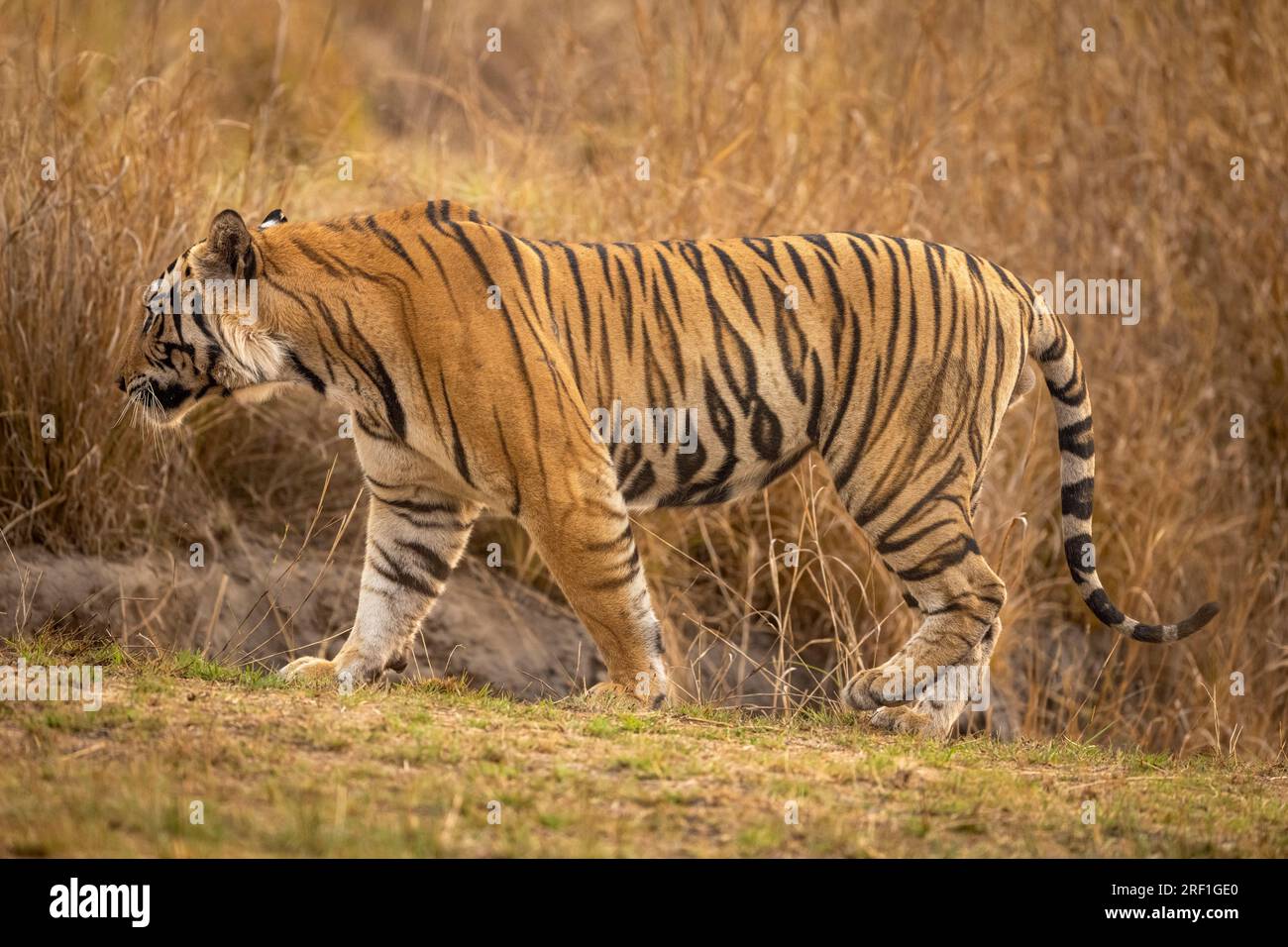 wild large and huge indian male bengal tiger or panthera tigris side ...