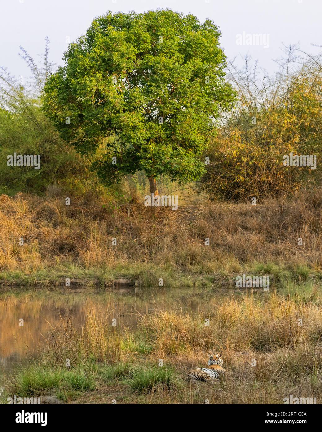 Tiger at kanha pond hi-res stock photography and images - Alamy
