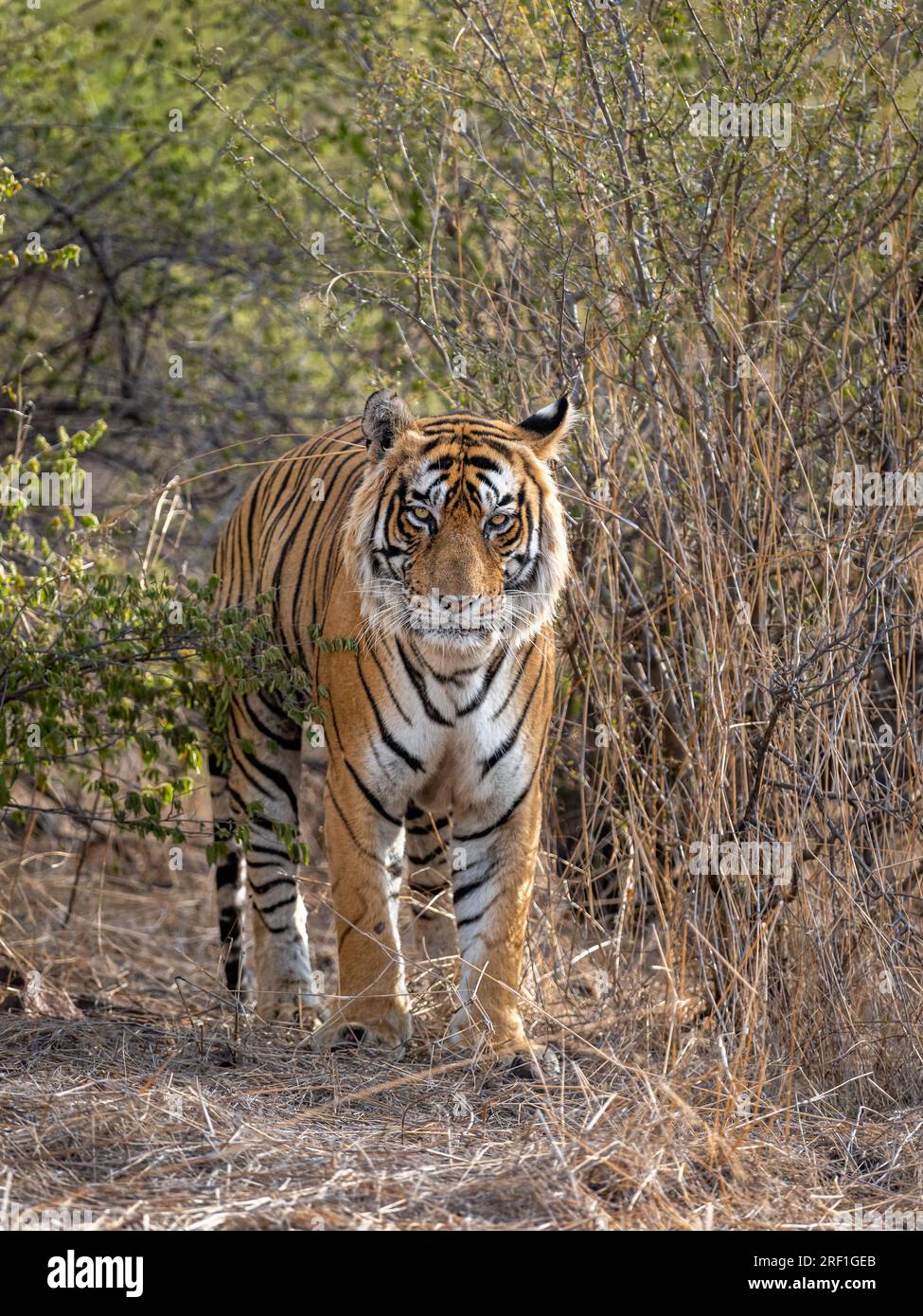 wild indian male bengal tiger or panthera tigris head on closeup with ...