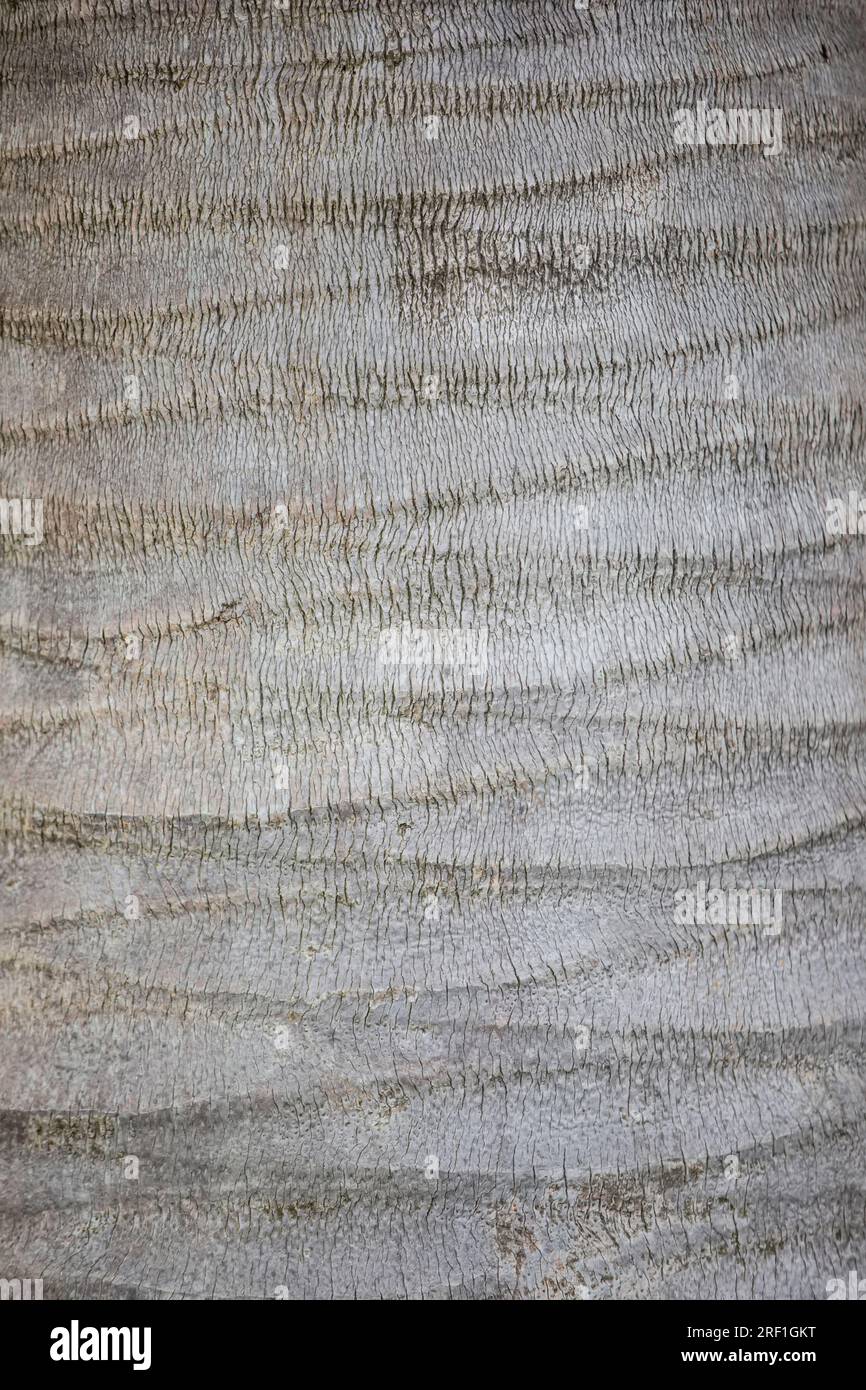 The texture of the bark of a gray coconut tree. Tropical tree bark ...