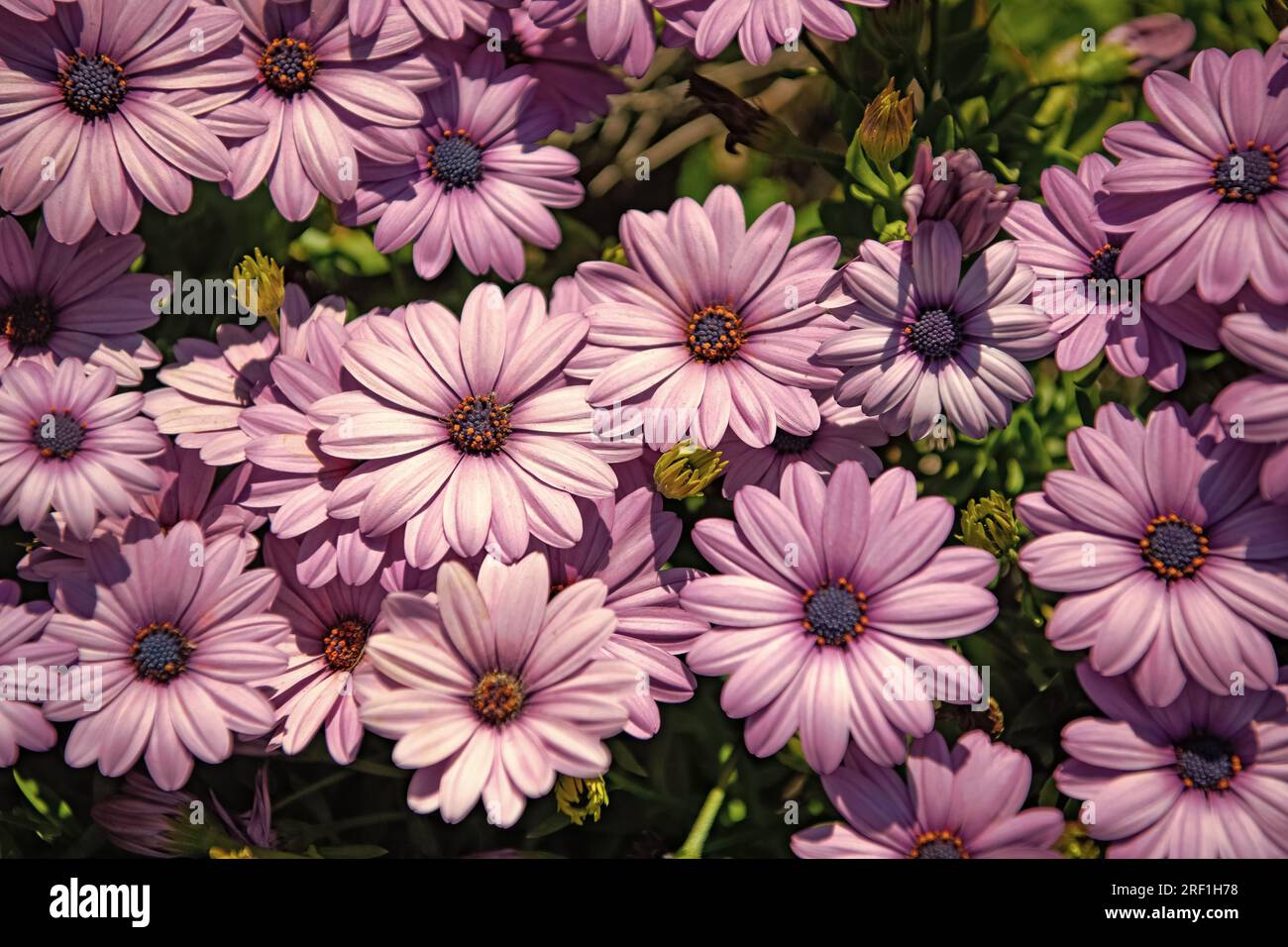 daisy flower background lilac color. daisy flower background bright ...