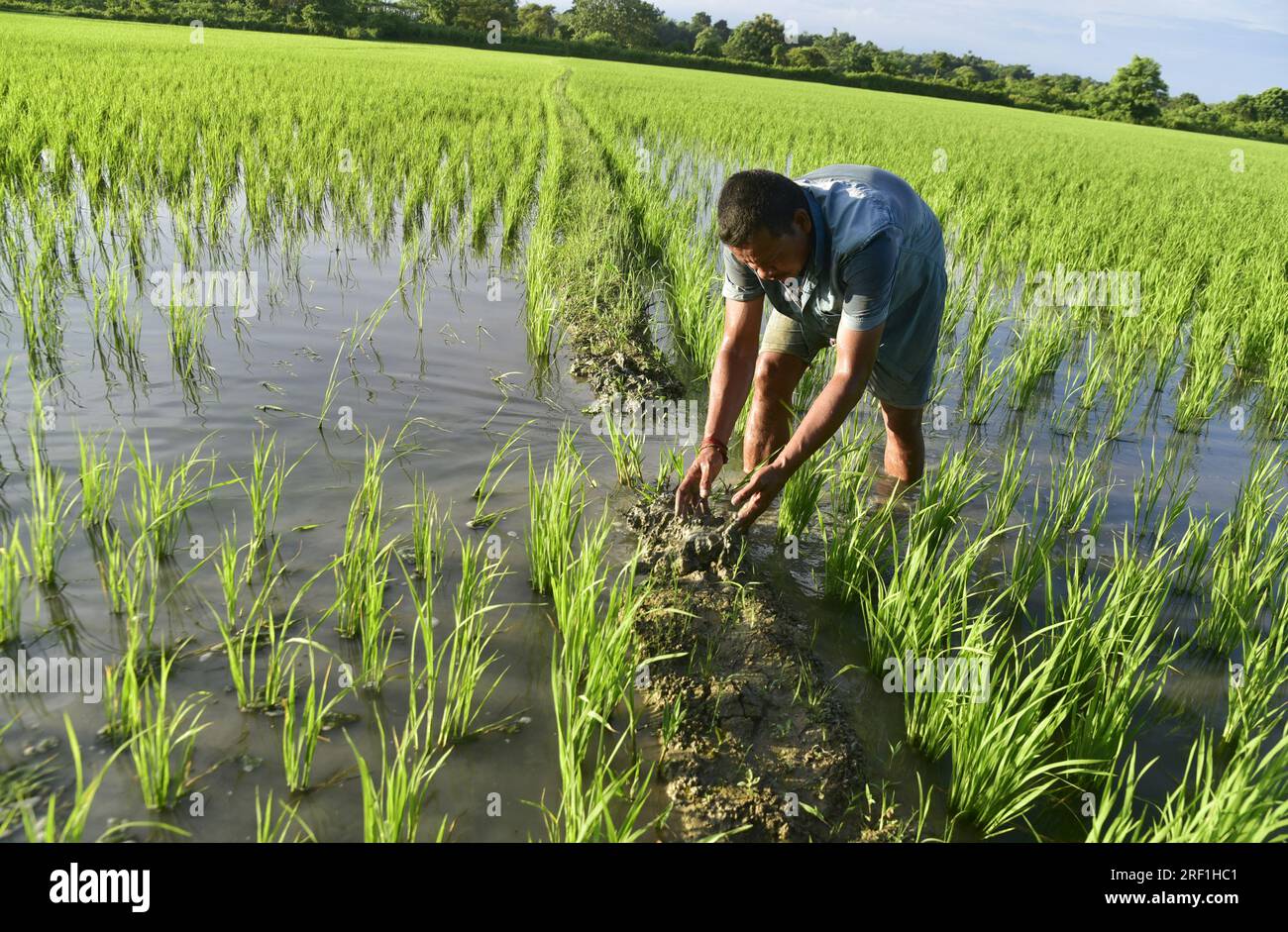Guwahati, Guwahati, India. 30th July, 2023. A farmer check the water in ...
