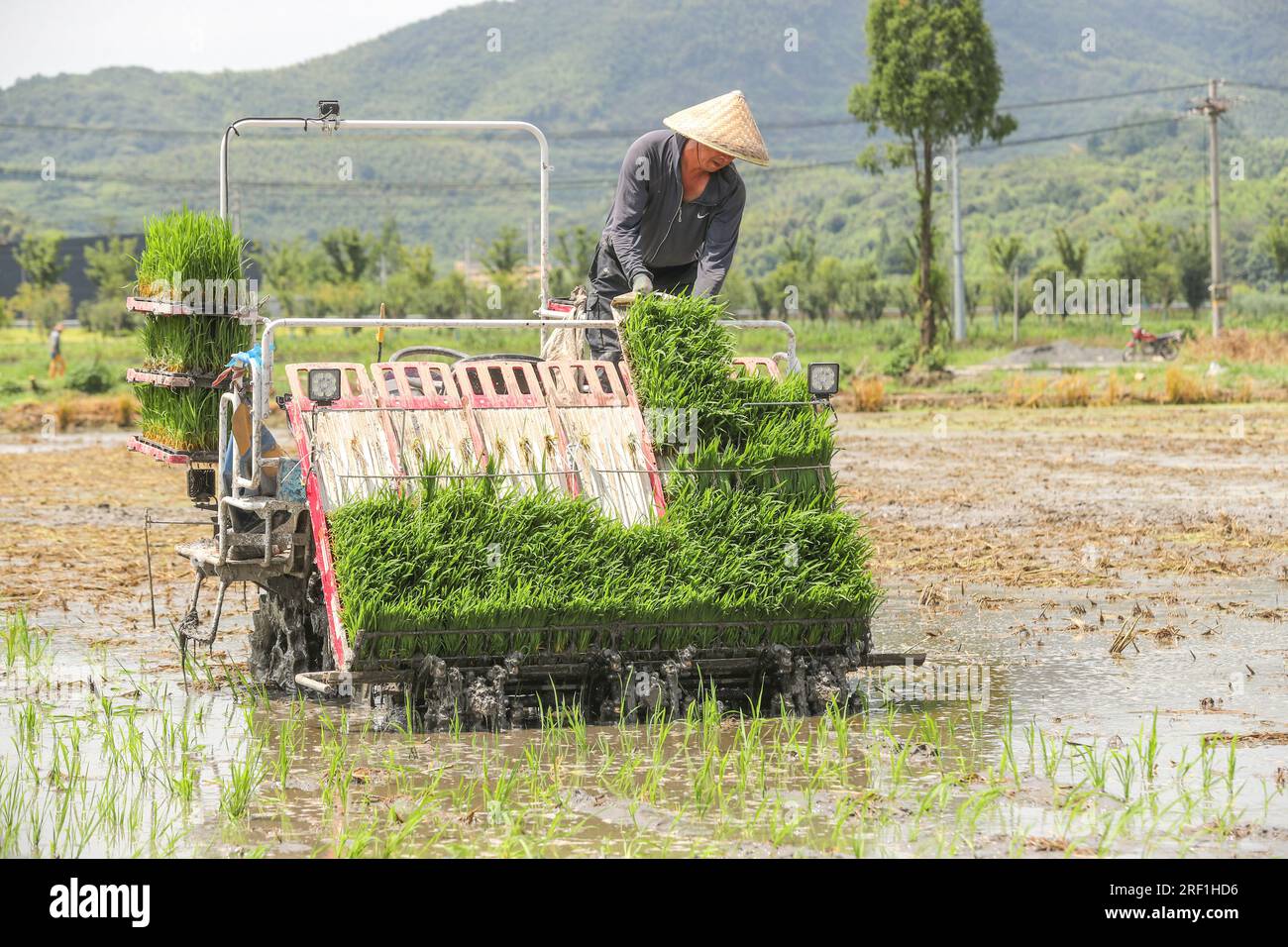 Transplanter plant rice hi-res stock photography and images - Alamy
